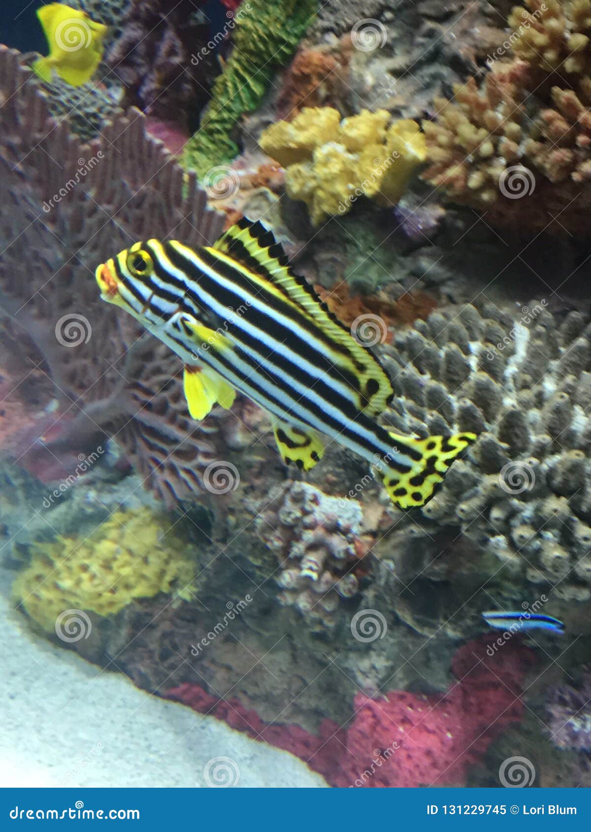 Unique tropical fish stock image. Image of unique, bright - 131229745