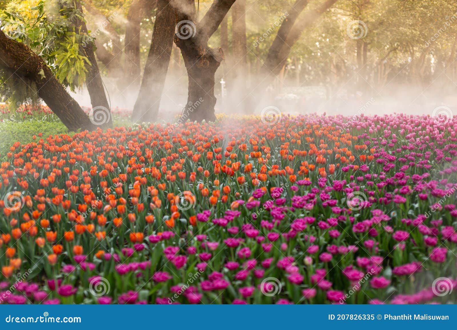 Bright Colorful Tulips on a Windy Spring Day Stock Image - Image of ...
