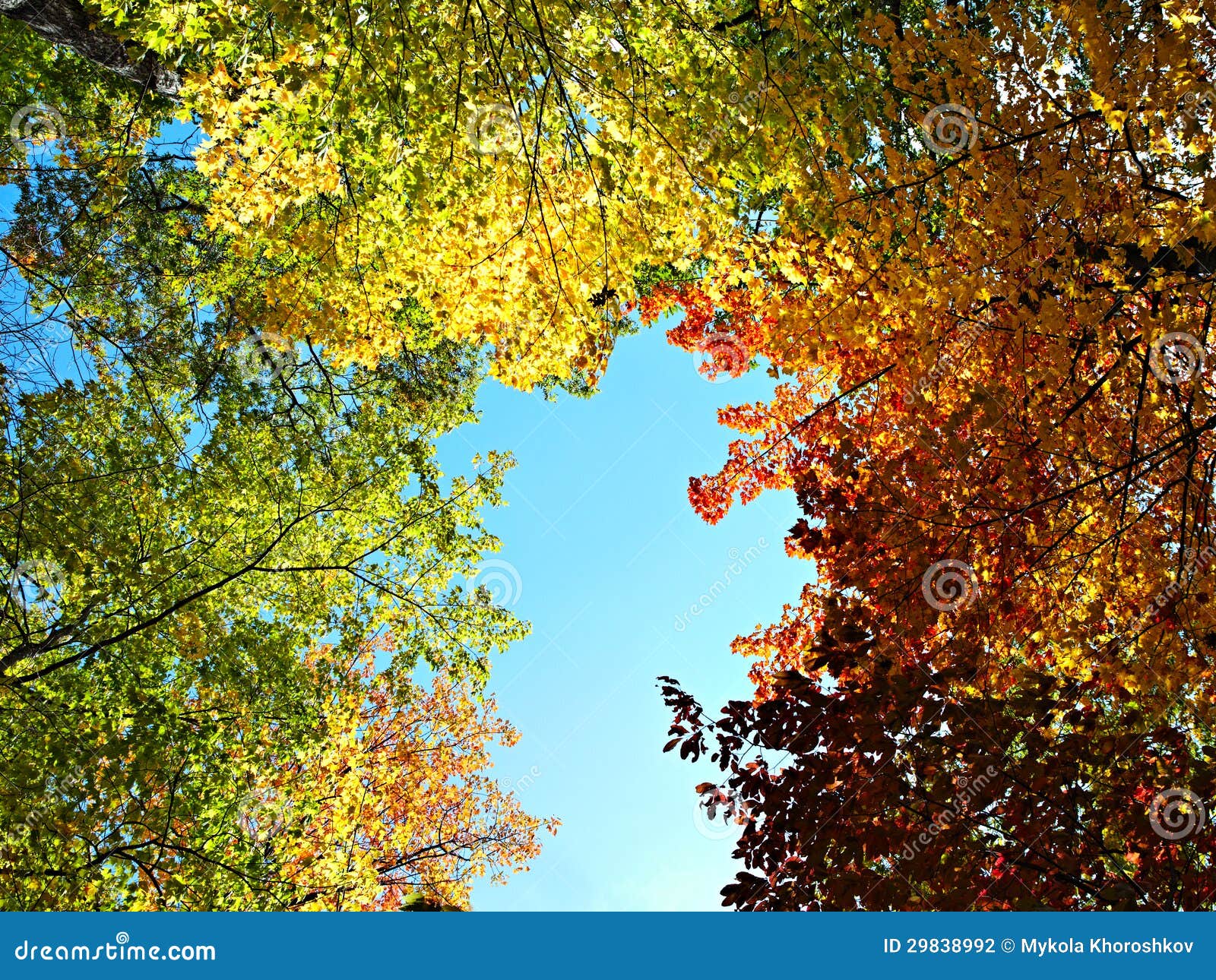 Bright autumn forest stock photo. Image of foliage, color - 29838992