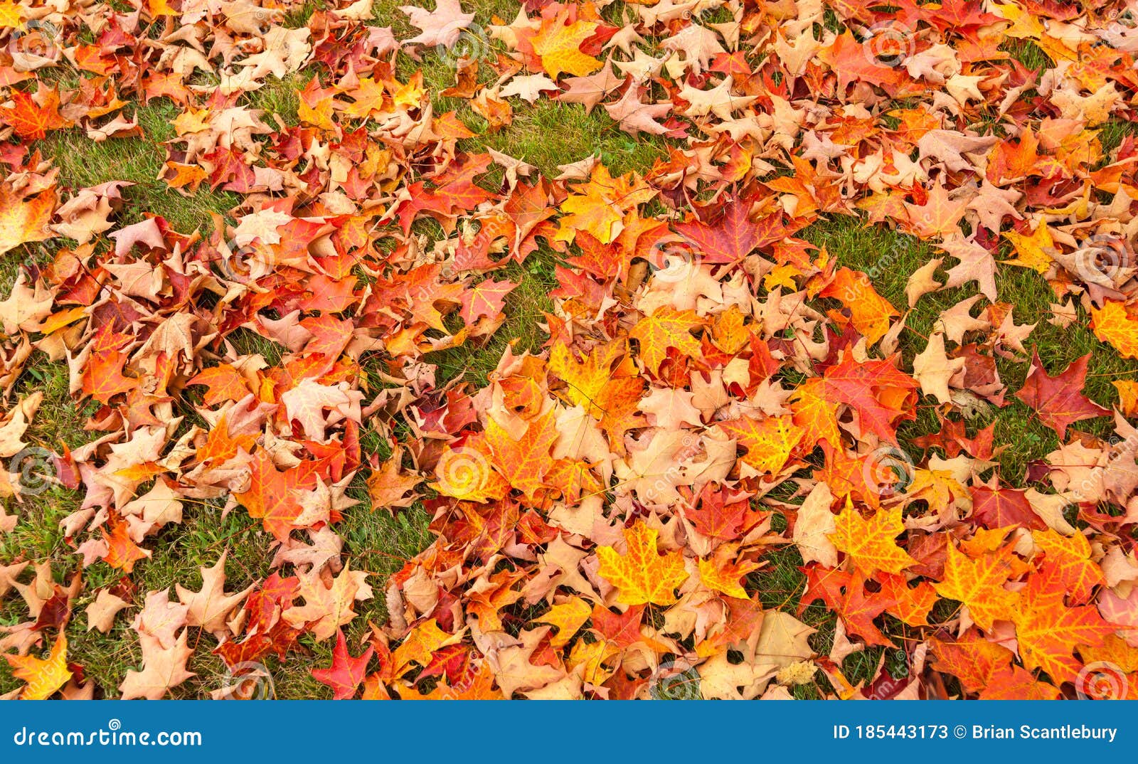 Bright Colors of Autumn Leaf Fall from Liquid Amber Tree Stock Image ...