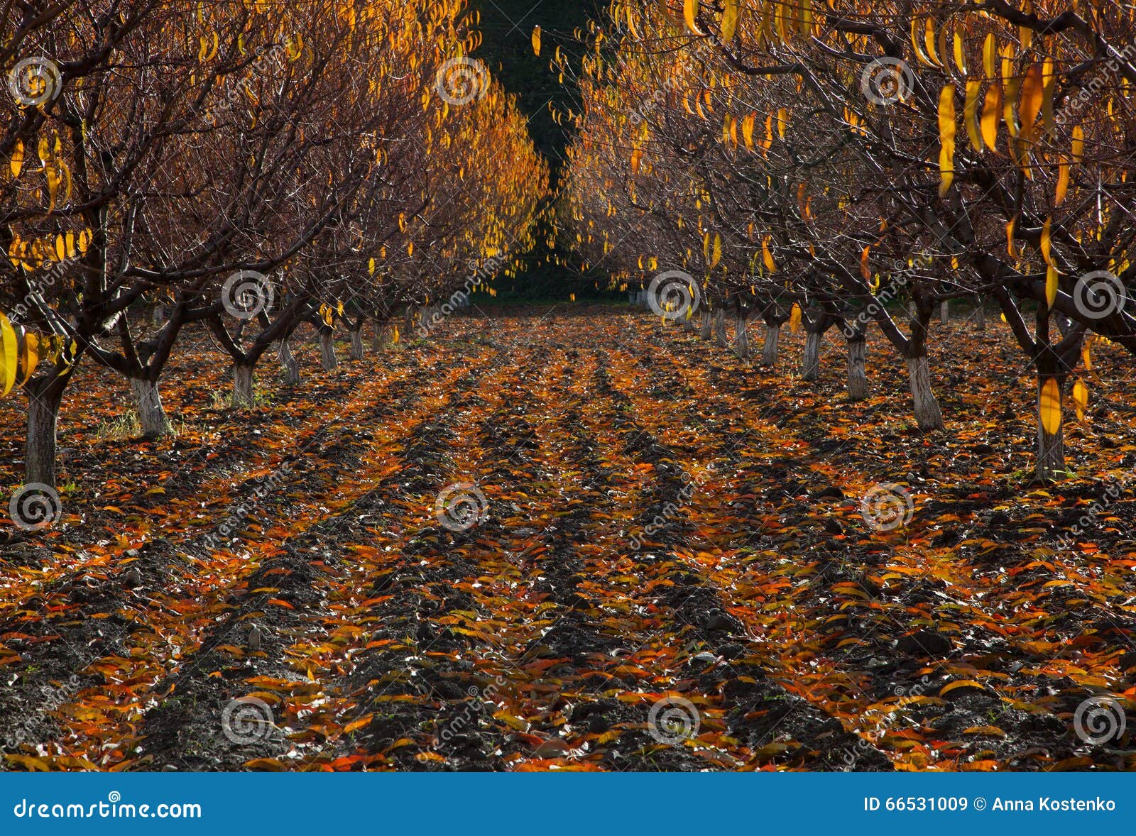 Bright Colors of Autumn in the Peach Garden Stock Image - Image of ...