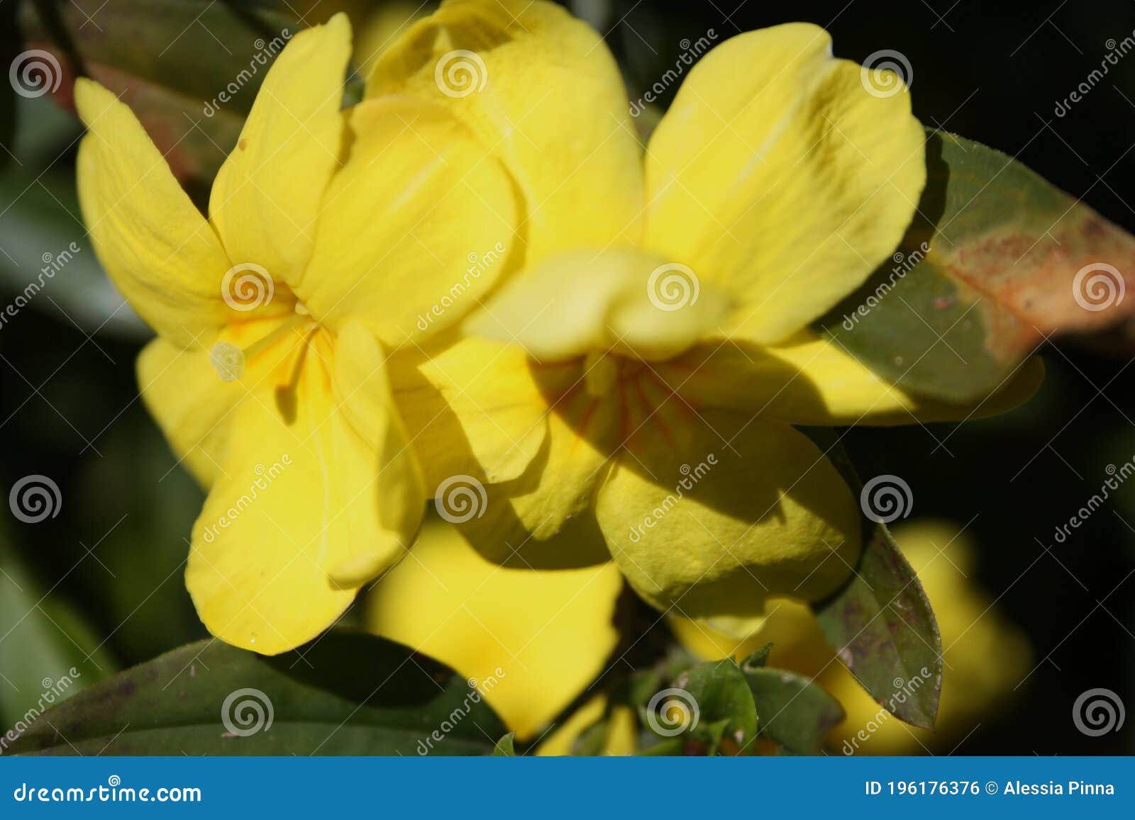 The Bright Colors of the Flowers Bloom in the Spring Stock Photo ...