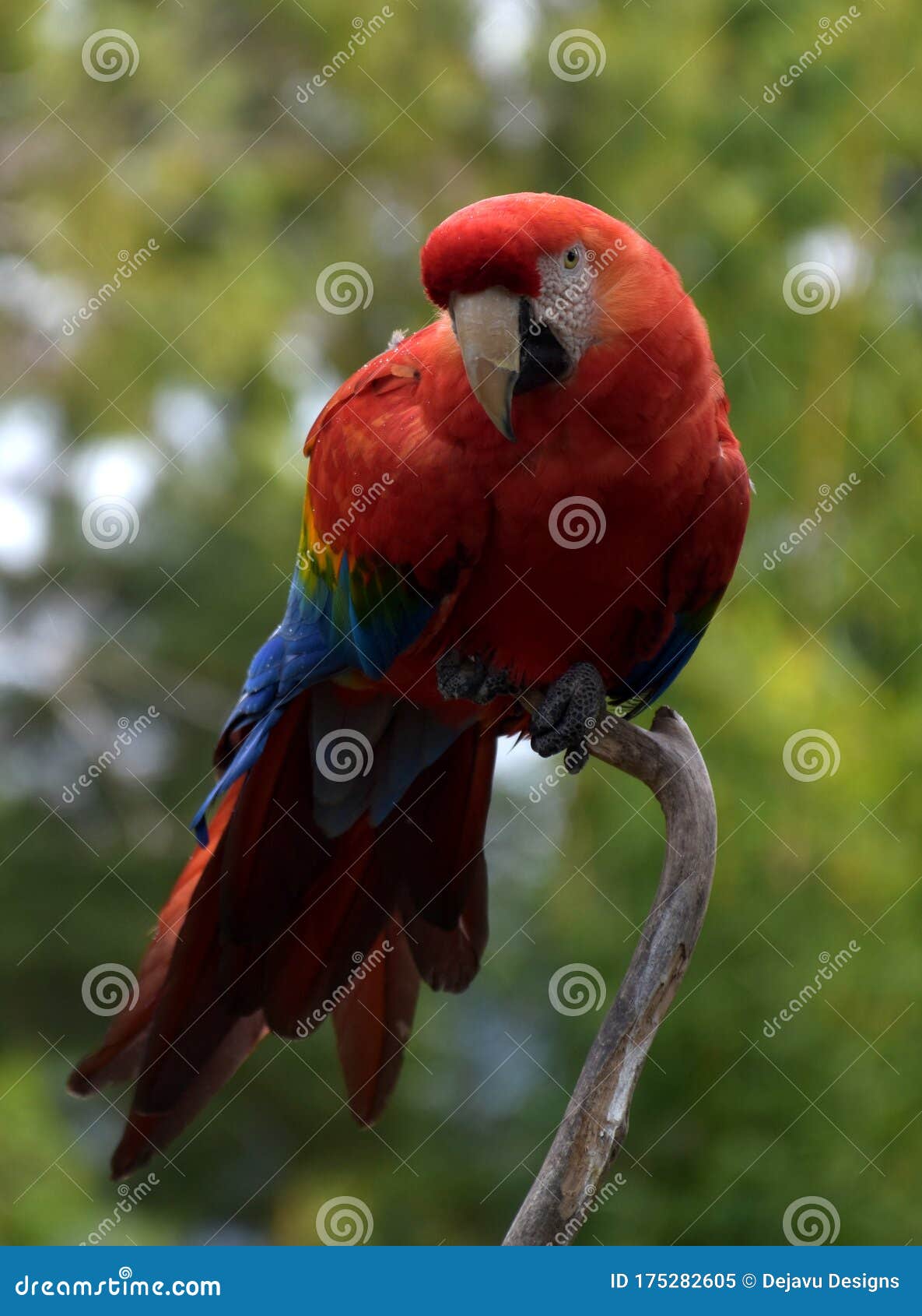 Bright Colors on a Scarlet Macaw in Trees Stock Image - Image of ...