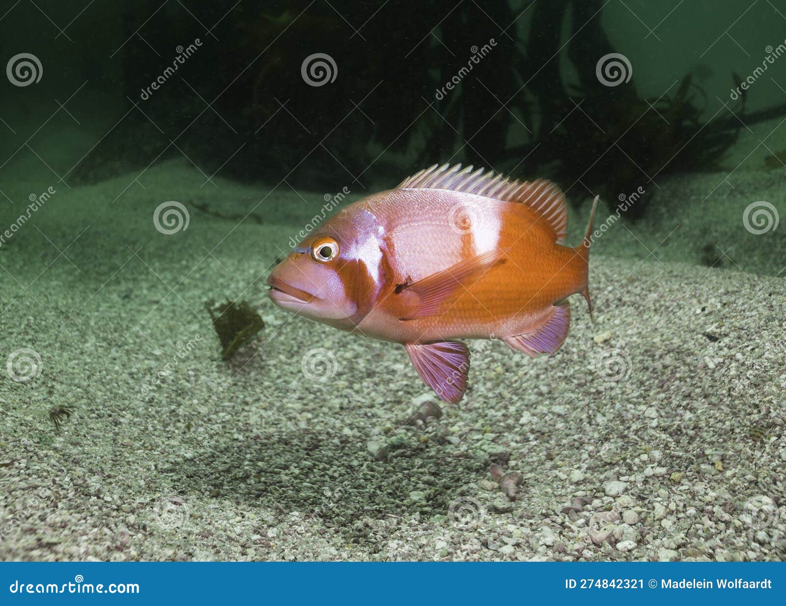 A Bright Coloured Red Roman or Seabream Fish Stock Image - Image of ...
