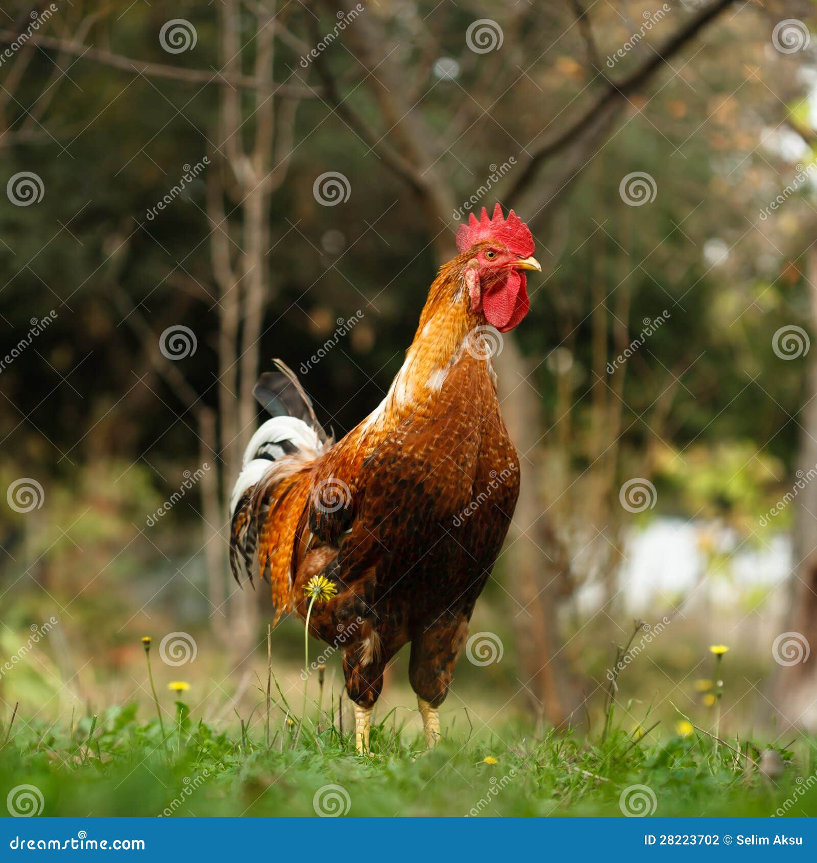 Bright coloured rooster stock photo. Image of scene, rooster - 28223702