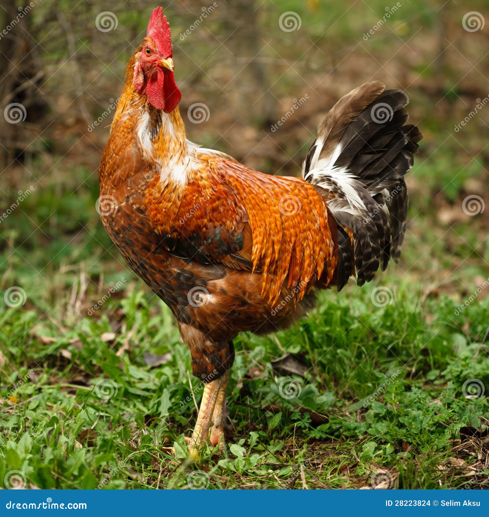 Bright coloured rooster stock photo. Image of agriculture - 28223824