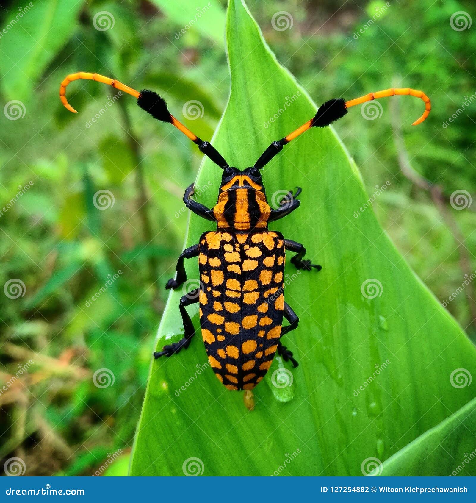 Bright and Colourful Beatle Stock Photo - Image of beatle, black: 127254882