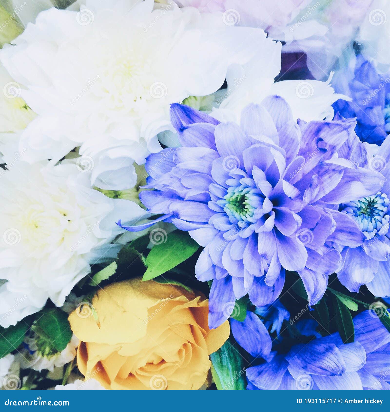 A Bright Colourful Bunch of Flowers Stock Image - Image of flower, blue ...
