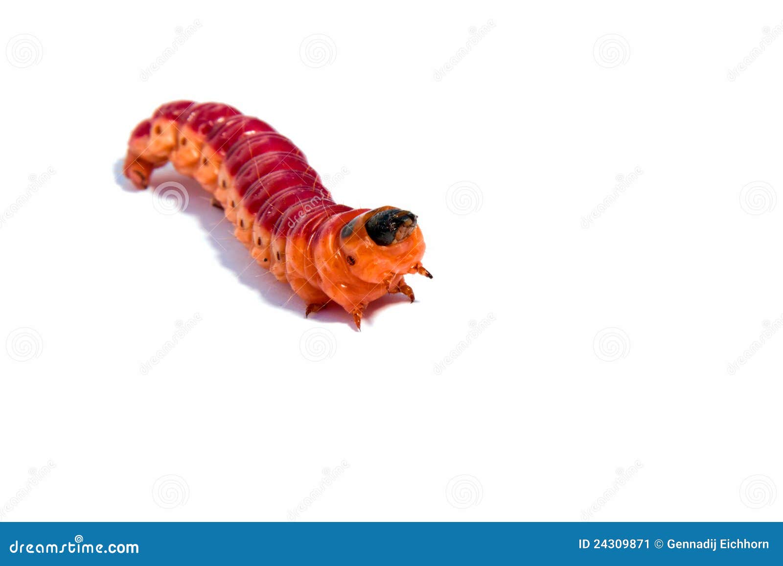 Bright Colourful Caterpillar on a White Background Stock Image - Image ...