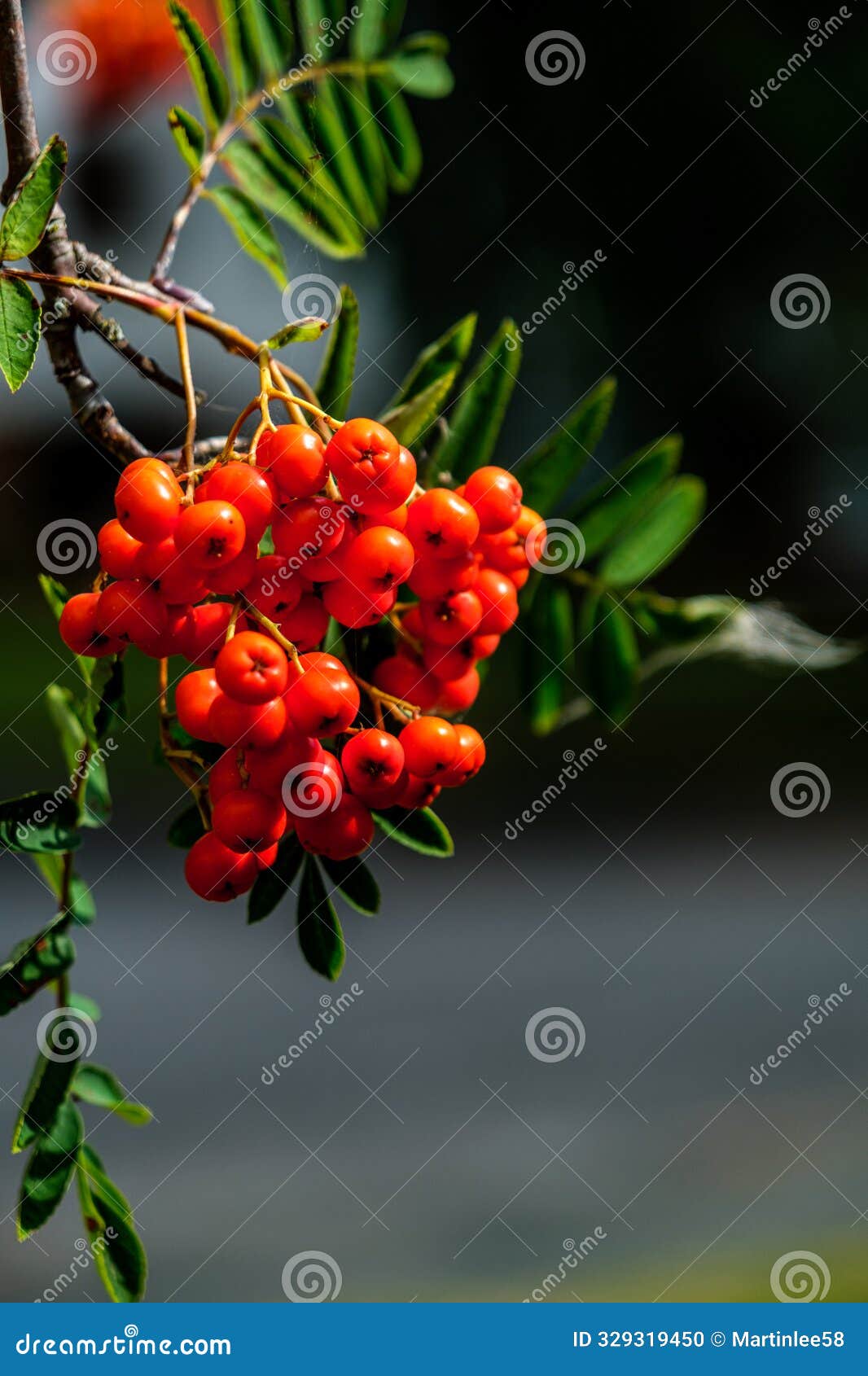 Bright Colourful Red Berries on a Tree Stock Photo - Image of fruit ...