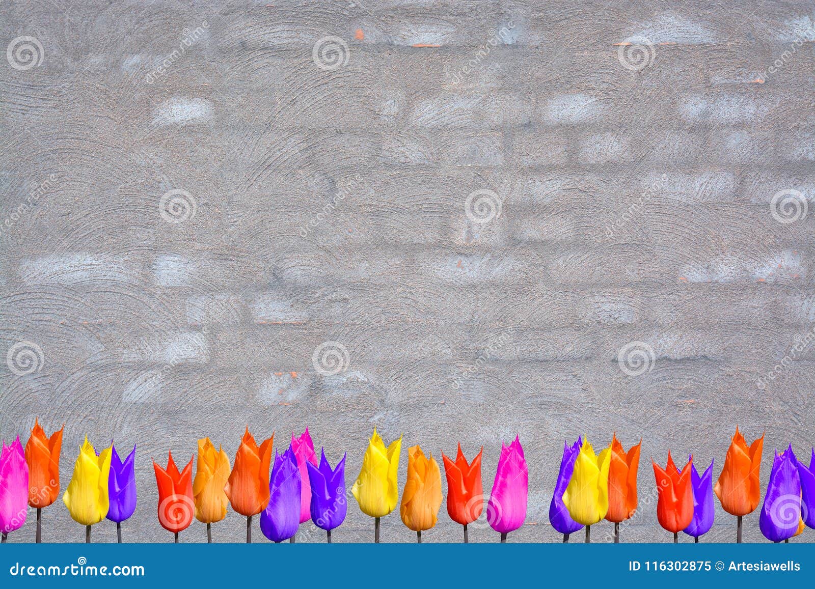 Bright Colourful Tulips on Washed Brick Wall Background Stock Image ...