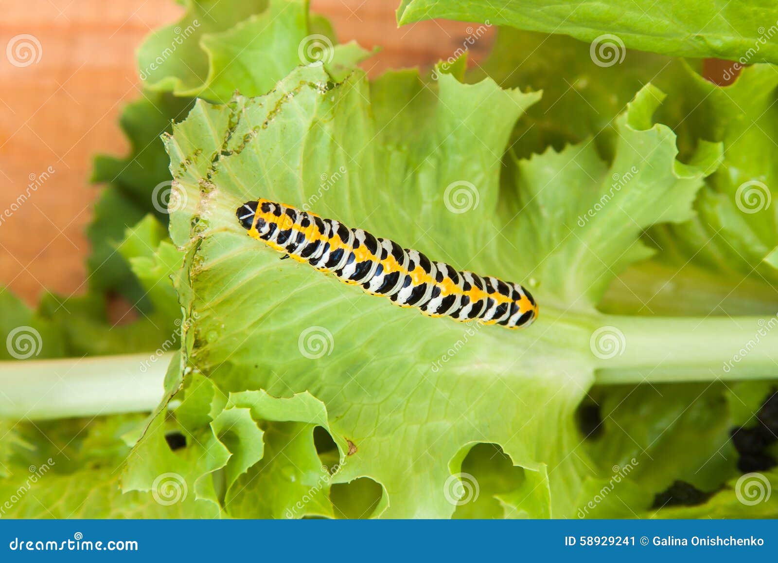 Bright colourful worm stock image. Image of insect, tone - 58929241