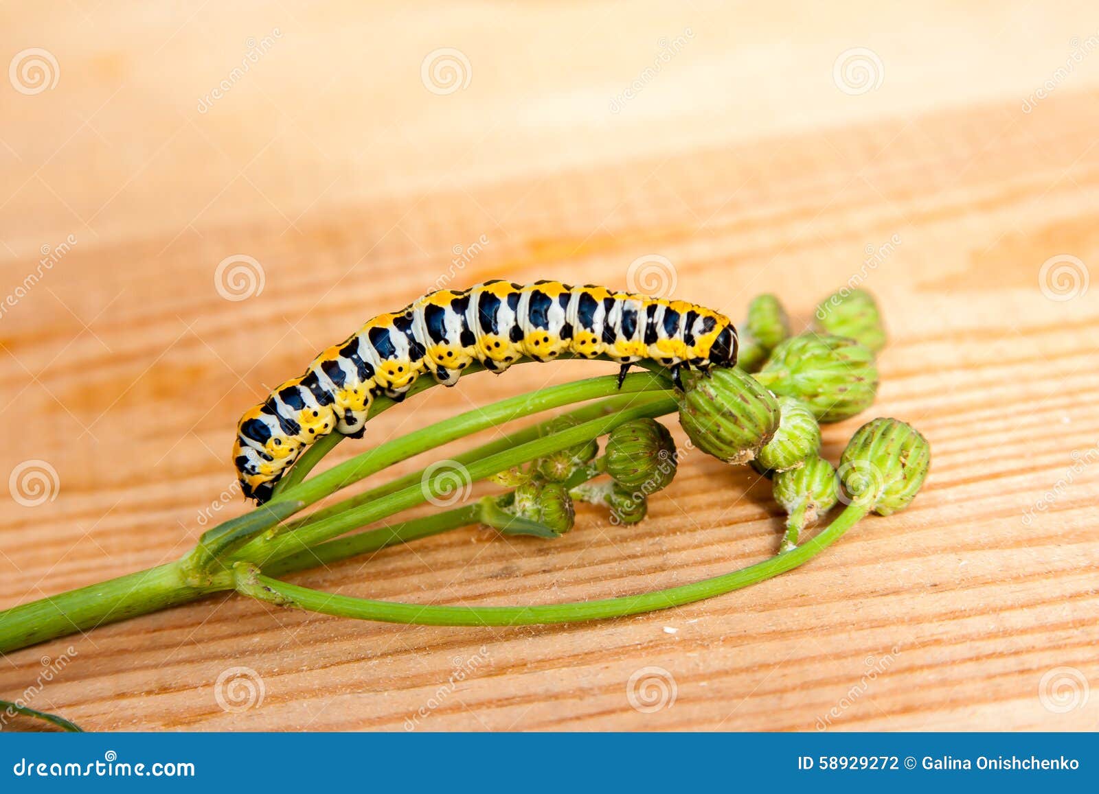 Bright colourful worm stock photo. Image of cotton, background - 58929272