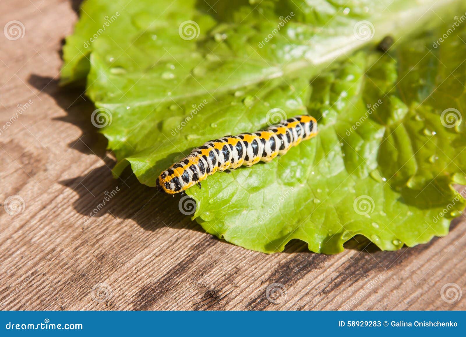 Bright colourful worm stock image. Image of harm, cotton - 58929283