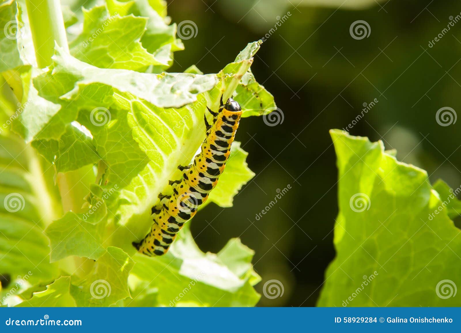 Bright colourful worm stock photo. Image of paints, bright - 58929284