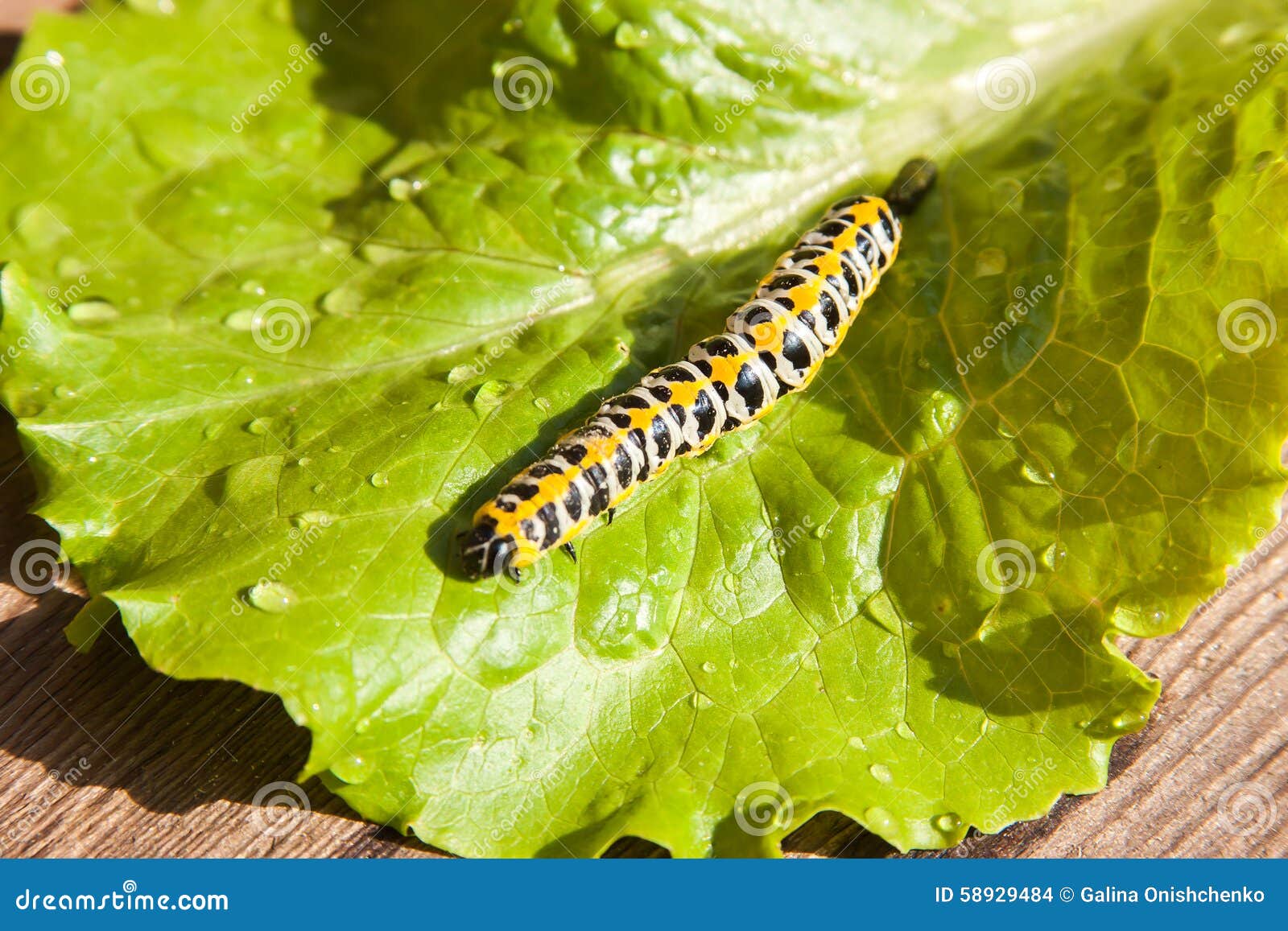 Bright colourful worm stock photo. Image of muzzle, creature - 58929484