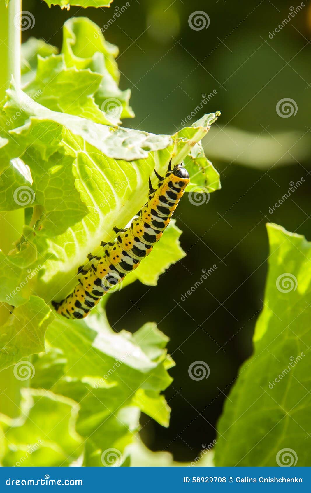 Bright colourful worm stock photo. Image of mopane, corn - 58929708