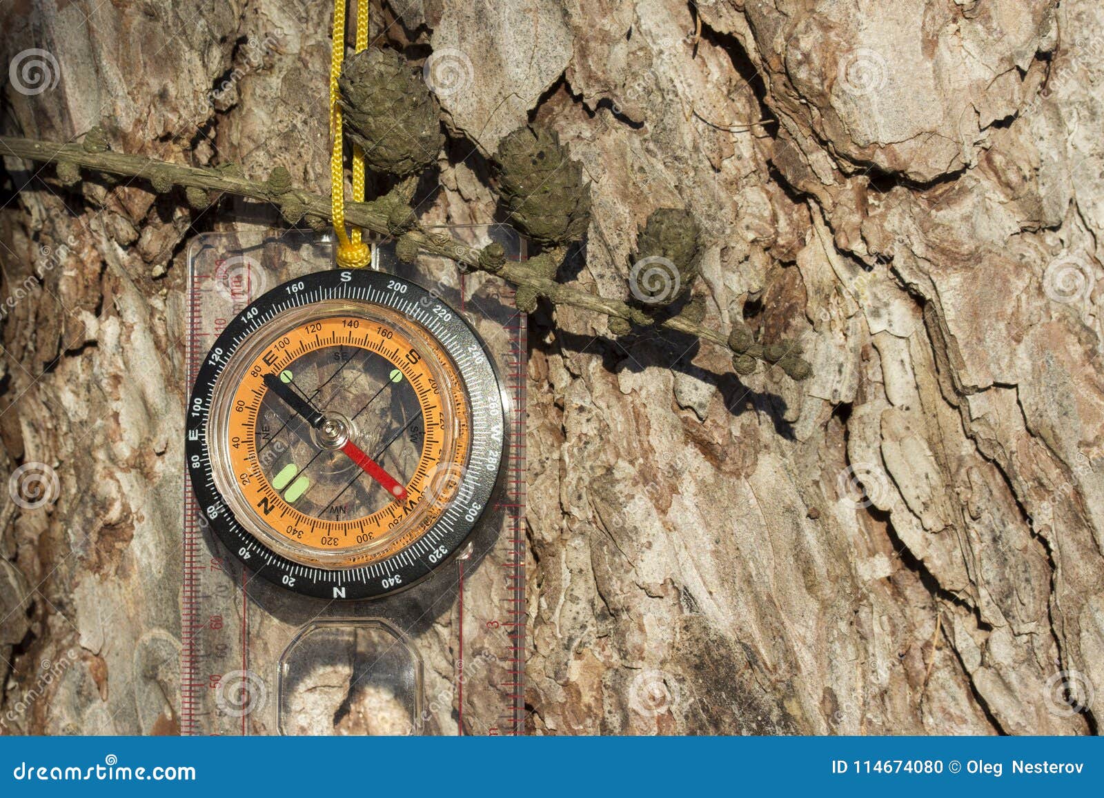 Bright Compass Against the Backdrop of the Trunk of a Large Coniferous ...