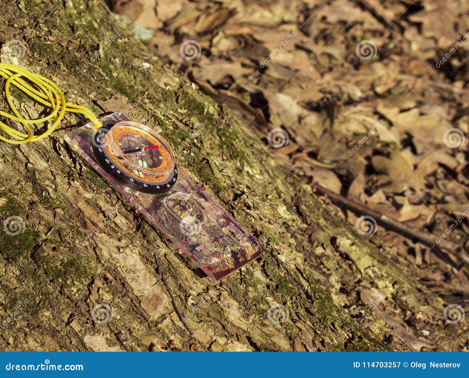 Bright Compass Lies on the Root of a Large Tree in the Daytime in the ...