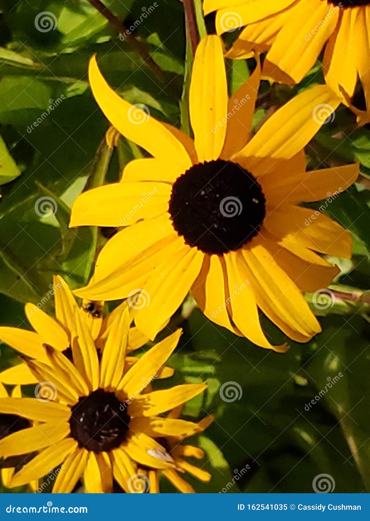 Bright Contrast Yellow Flower Green Stock Image - Image of contrast ...