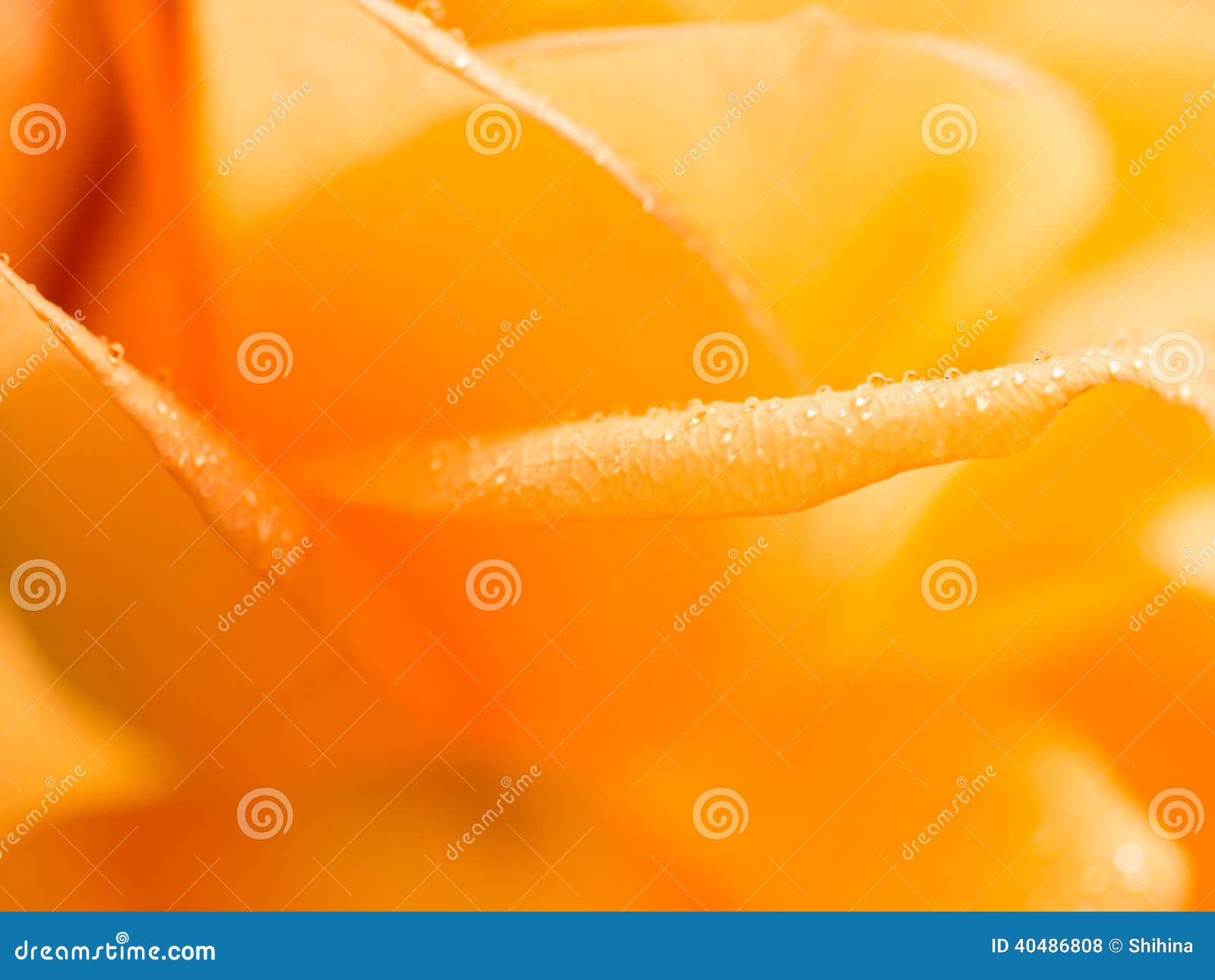 Convolute Petal Stock Photos - Free & Royalty-Free Stock Photos from ...