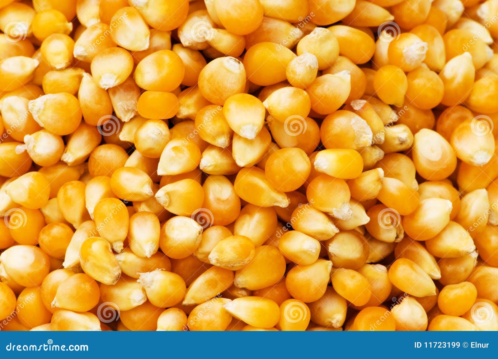 Bright corn kernels stock image. Image of closeup, snack - 11723199