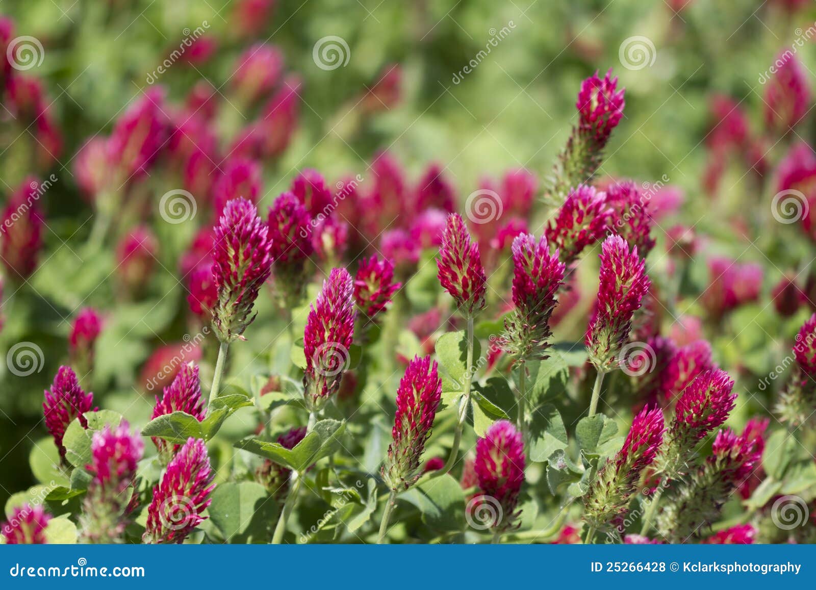 Bright Crimson Clover - Trifolium Incarnatum Stock Photo - Image of ...