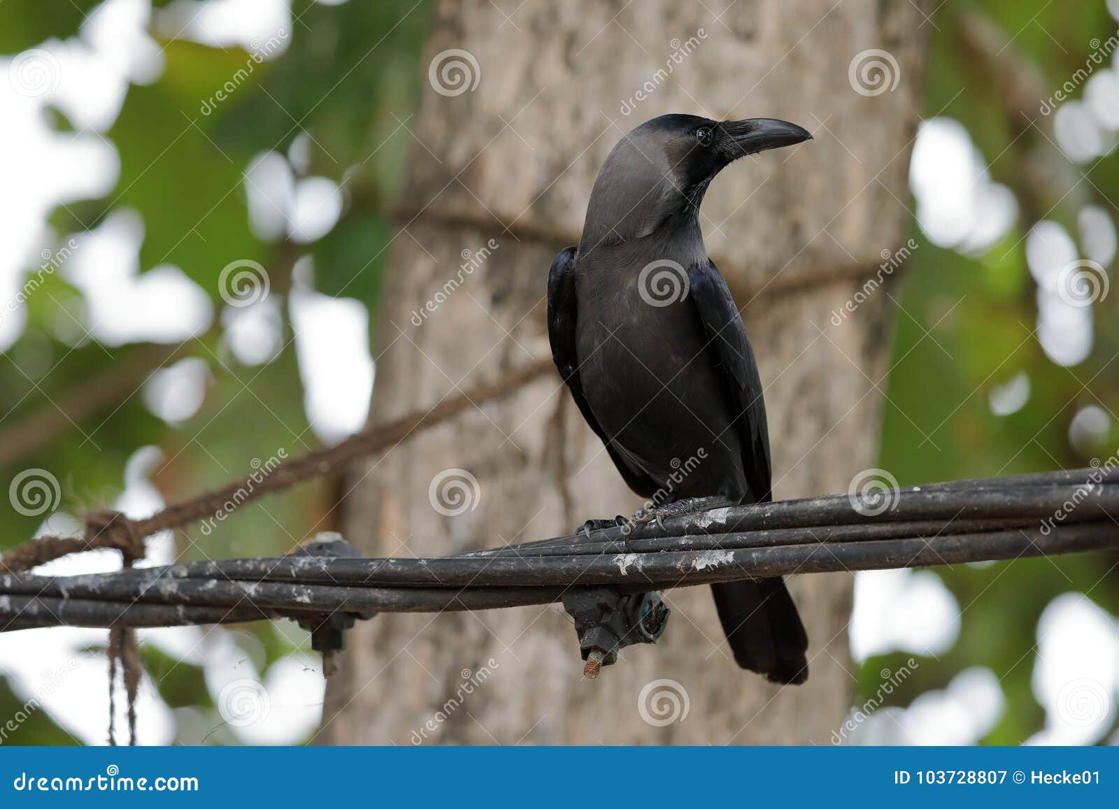 Bright crow in Sri Lanka stock image. Image of glossy - 103728807