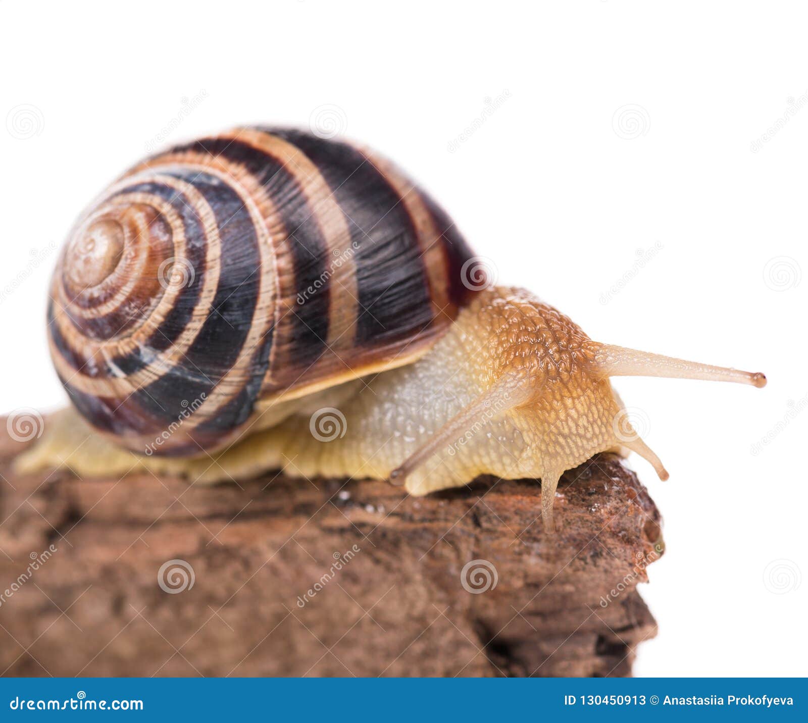 Bright cute snail stock image. Image of season, movement - 130450913