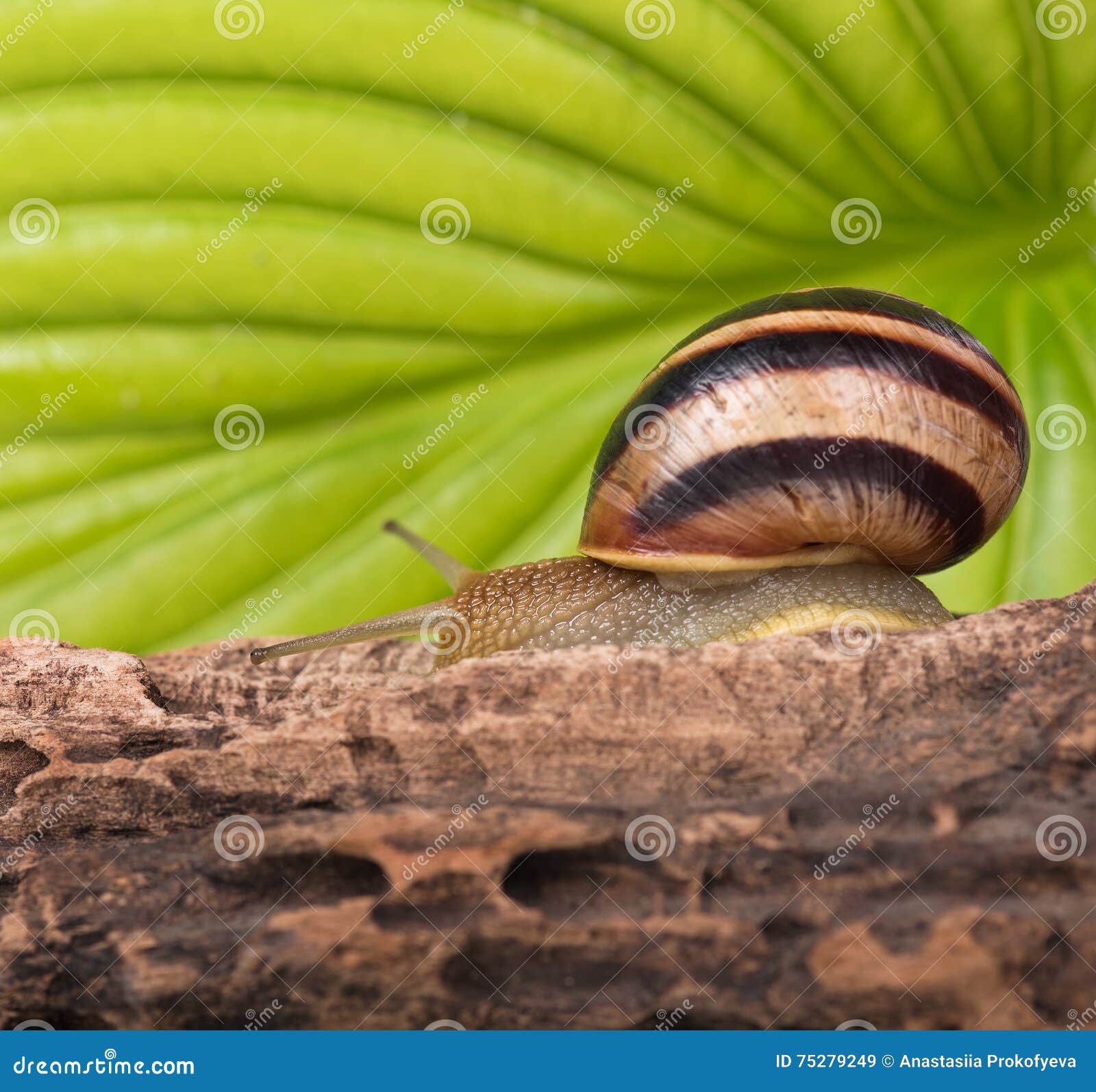 Bright cute snail stock image. Image of shell, background - 75279249