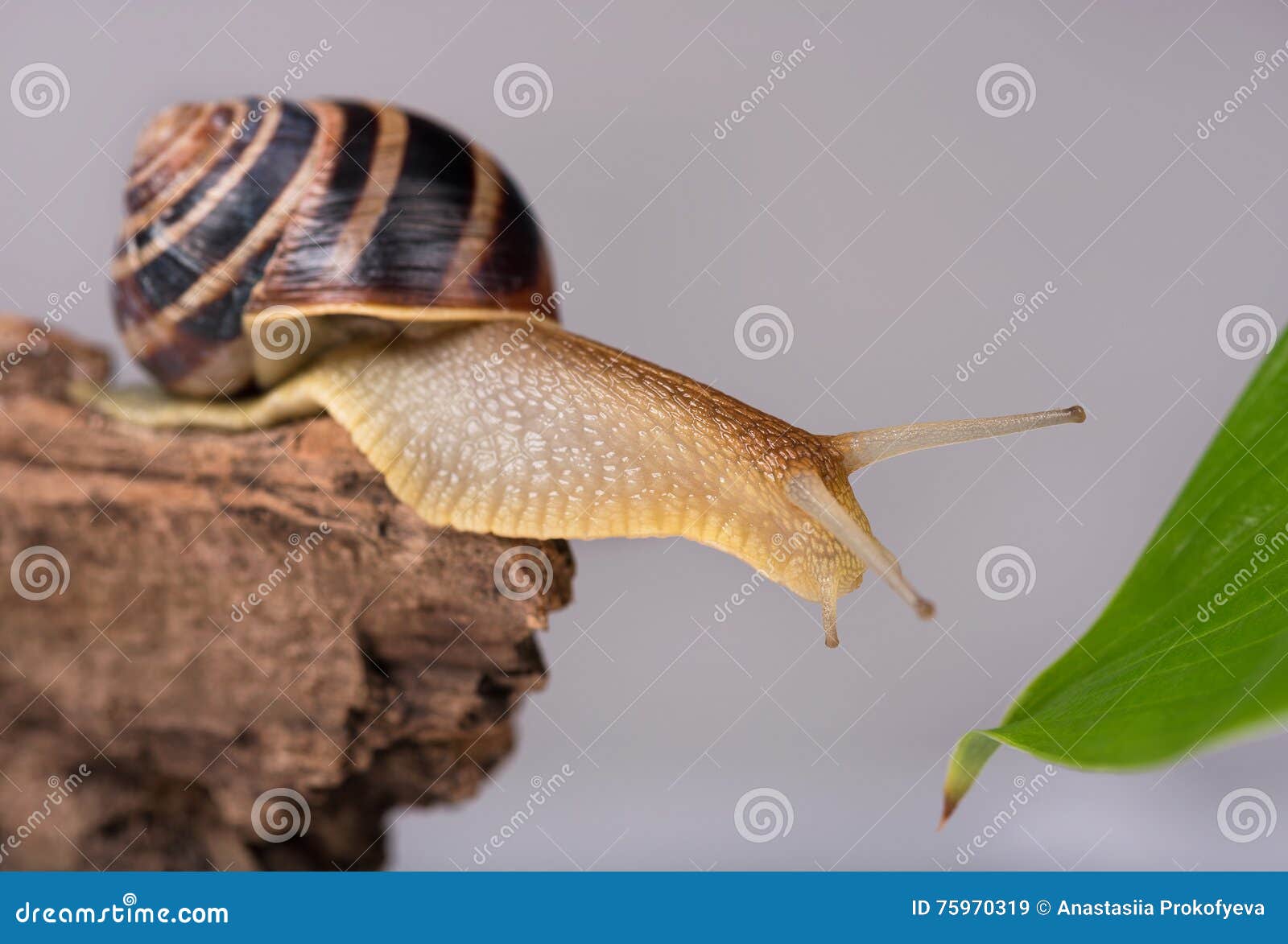 Bright cute snail stock image. Image of bright, slime - 75970319