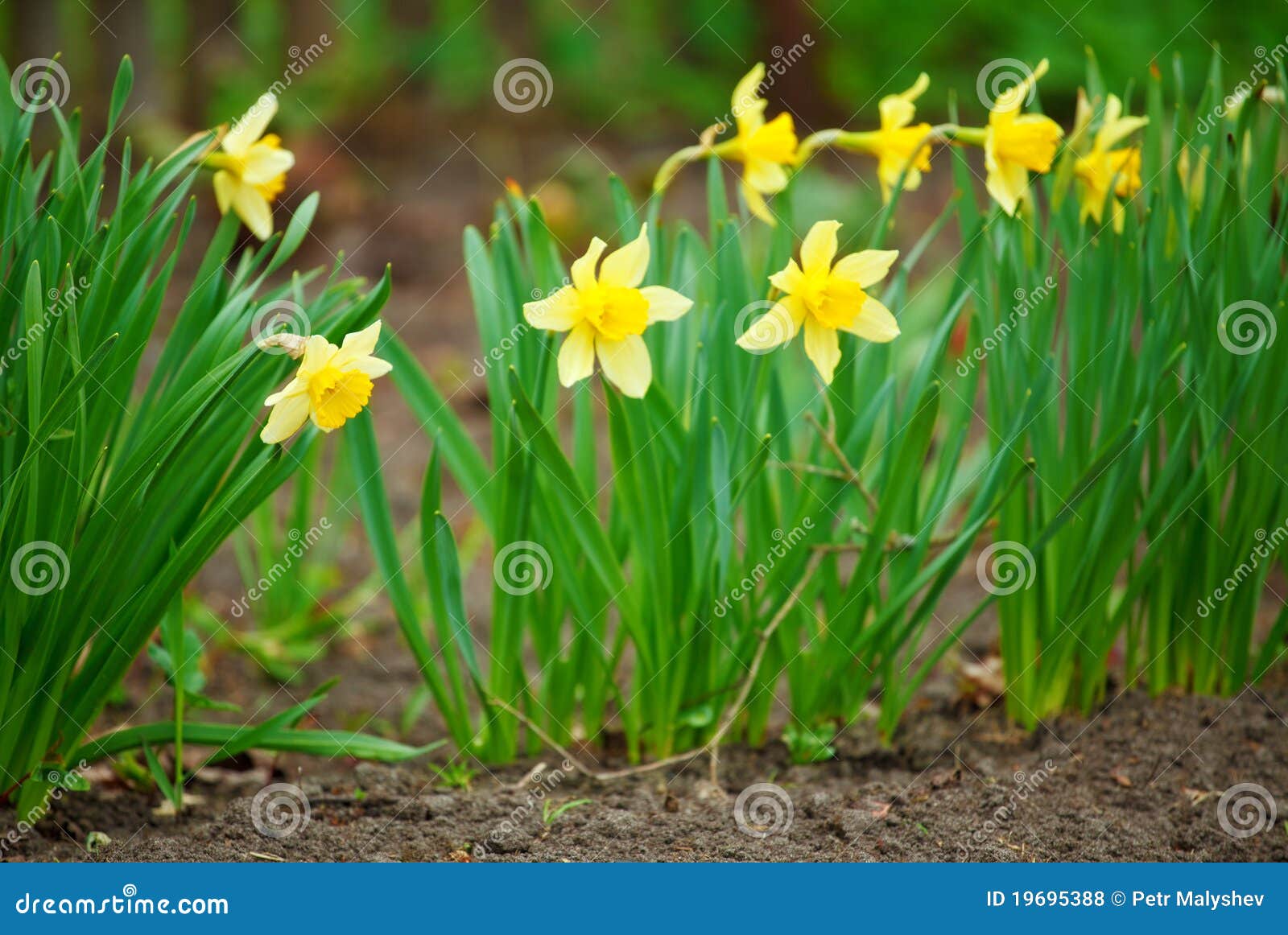 Bright Daffodils stock photo. Image of heads, flower - 19695388
