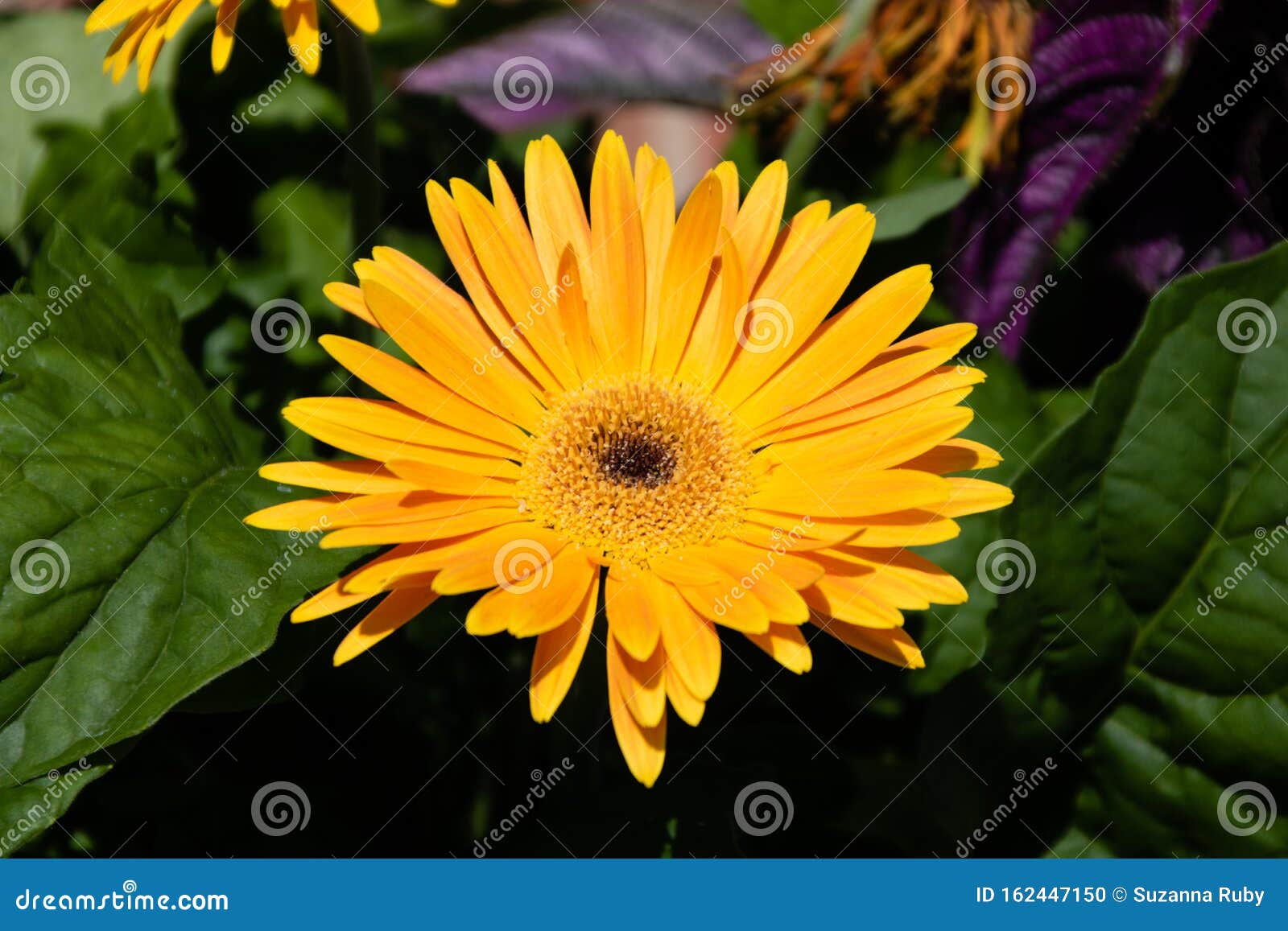 Bright daisy stock photo. Image of flora, floral, bright - 162447150