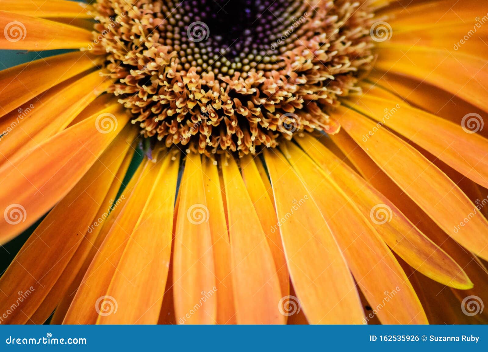 Bright daisy stock photo. Image of beautiful, botany - 162535926