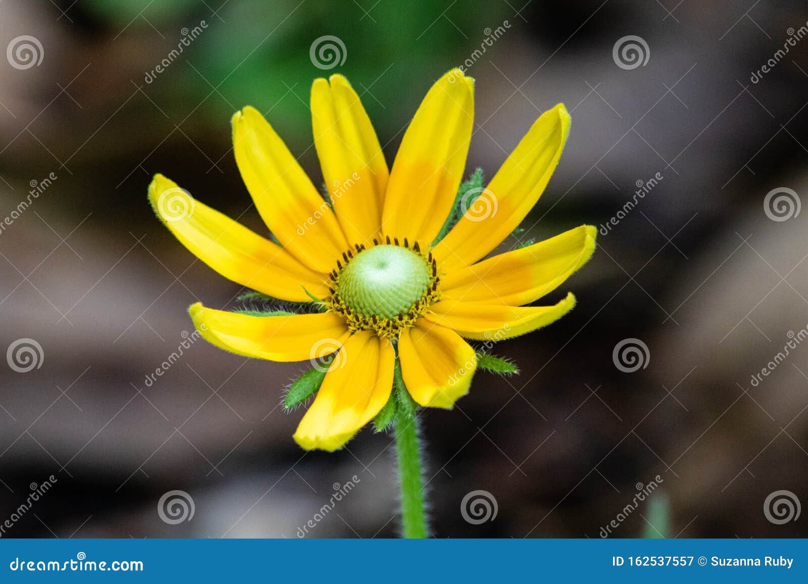 Bright daisy stock image. Image of botany, daisy, bright - 162537557