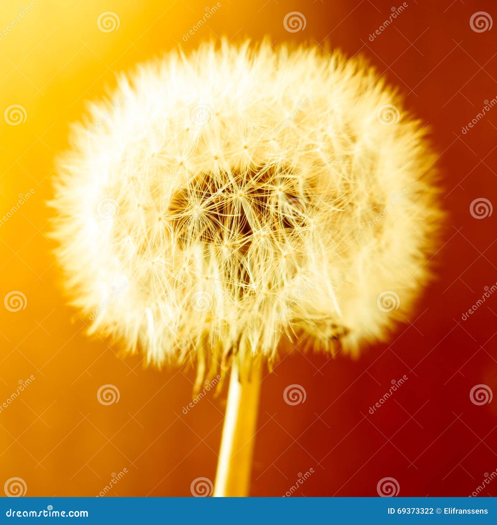 Bright Dandelion stock photo. Image of dandelion, close - 69373322