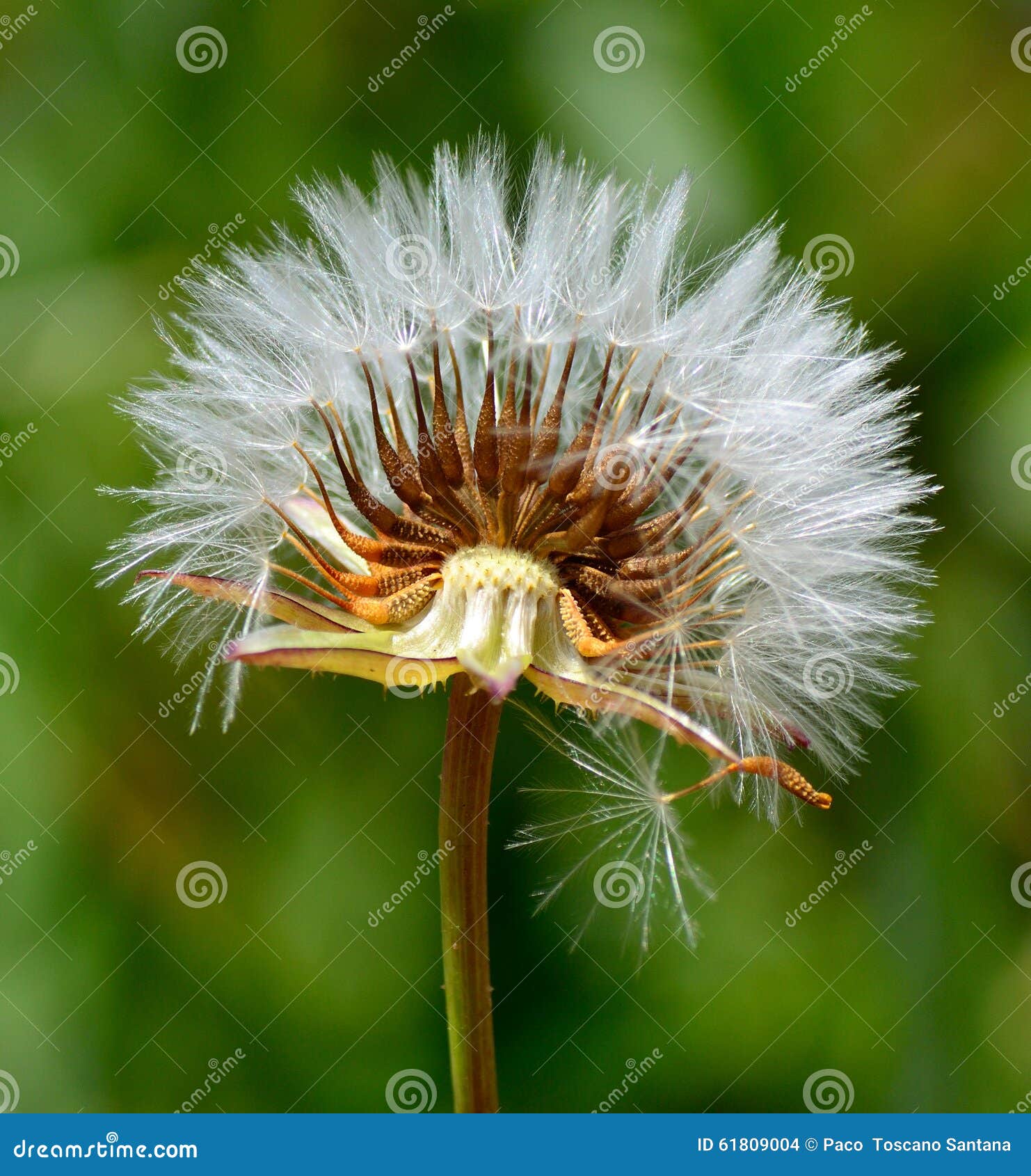 Bright Dandelion in Full Splendor Stock Photo - Image of bloom ...