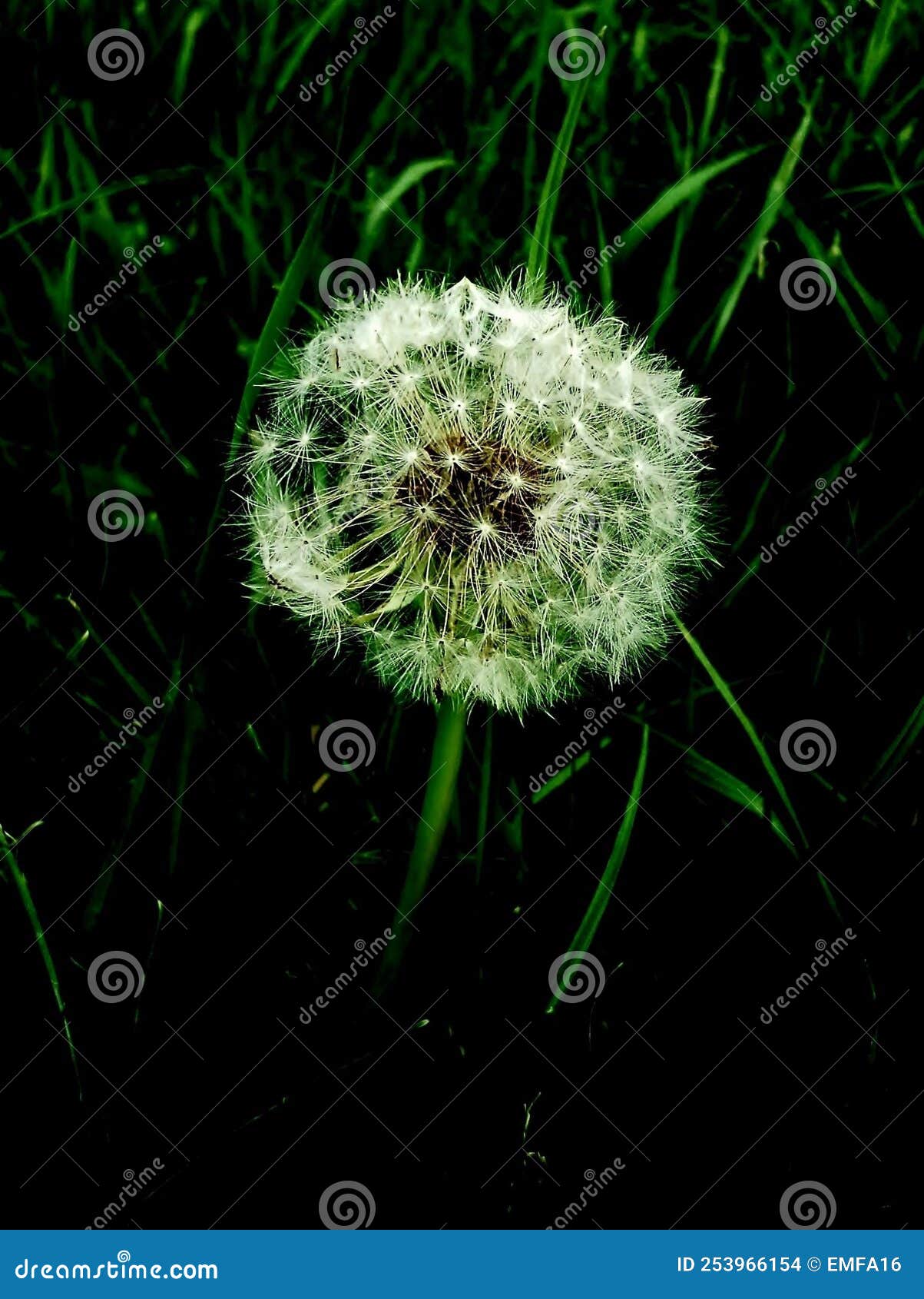 Bright Dandelion Seed Head on Black Stock Photo - Image of white ...