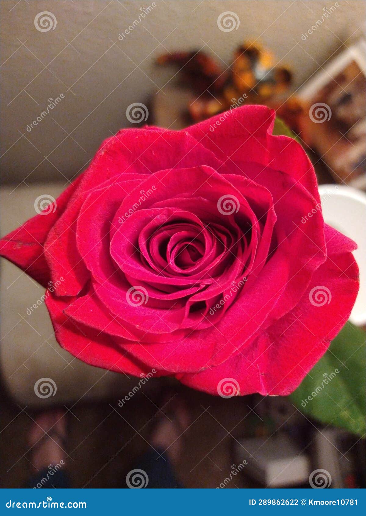 Bright Dark Pink Rose stock photo. Image of bouquet - 289862622