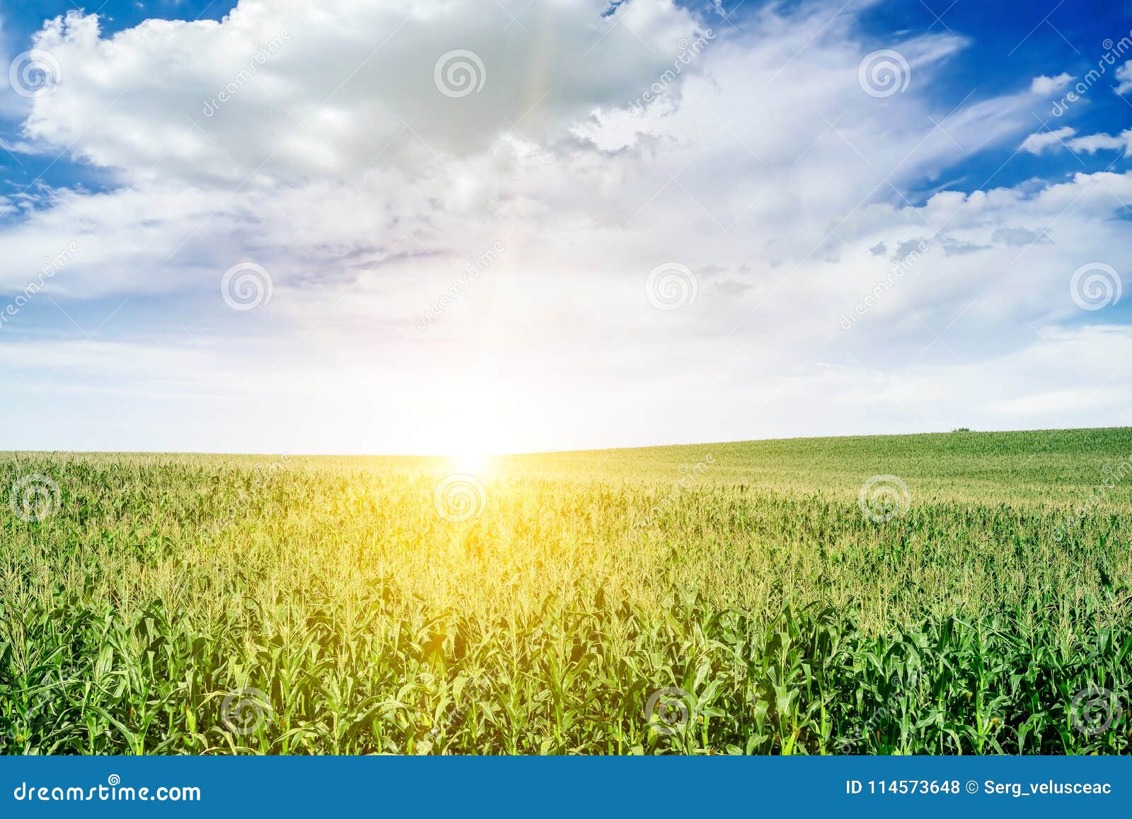 Dawn Over The Rice Field. View Of The Rice Field Through The Leaves ...