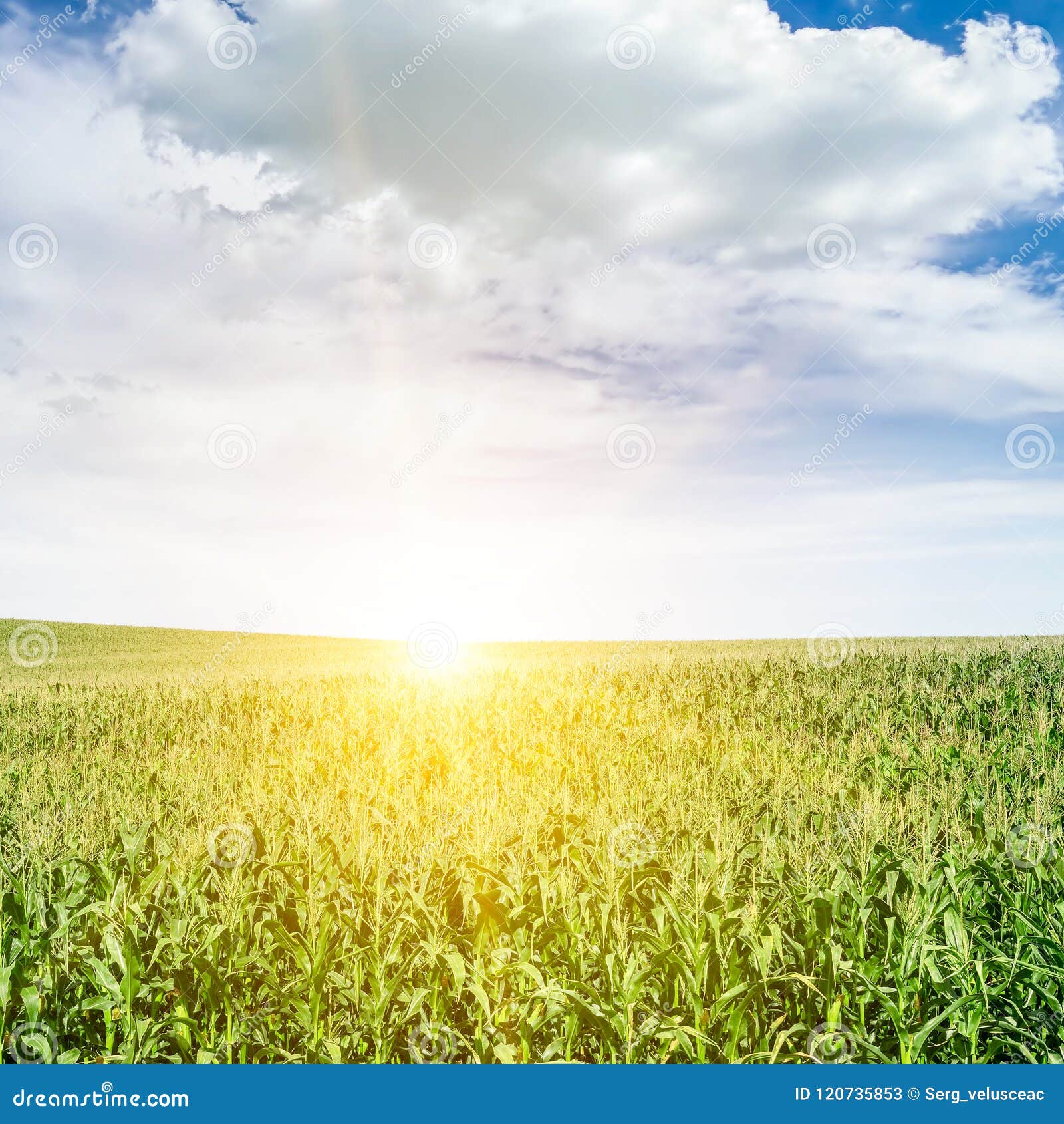 Bright Dawn Over Corn Field. Stock Image - Image of corn, crop: 120735853