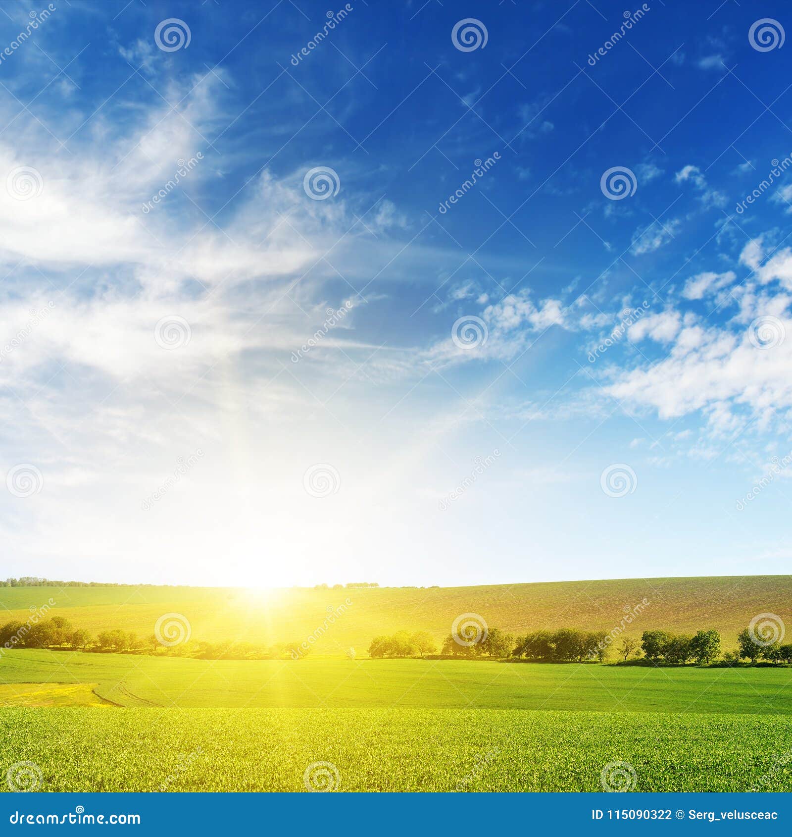 Bright Dawn Over Corn Field. Stock Photo - Image of corn, green: 115090322