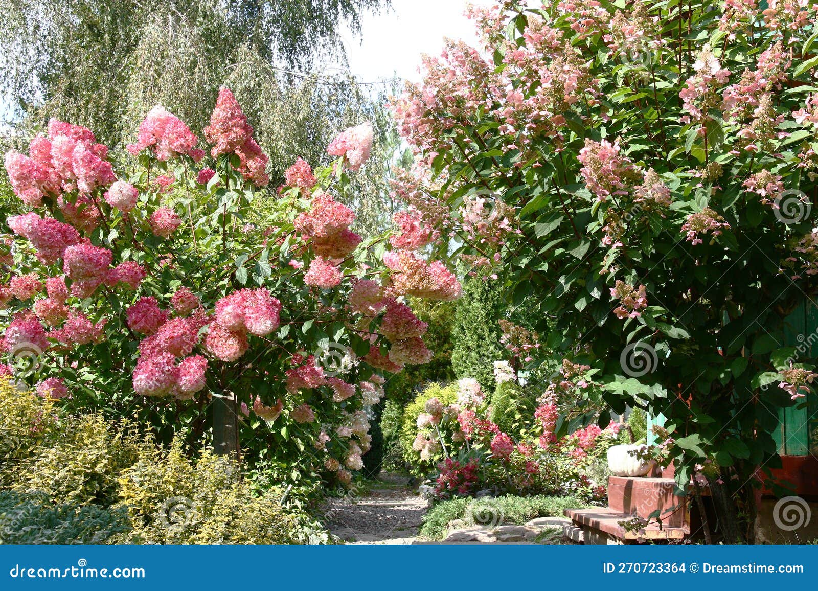 Bright Day. Bright Hydrangeas. Stock Photo - Image of white, green ...