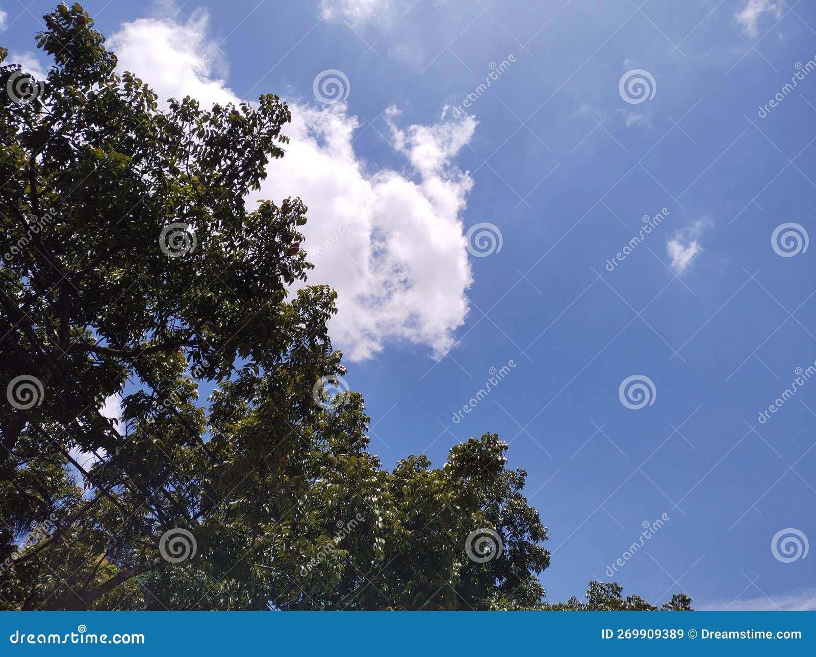 Bright day sky stock image. Image of java, tree, bright - 269909389