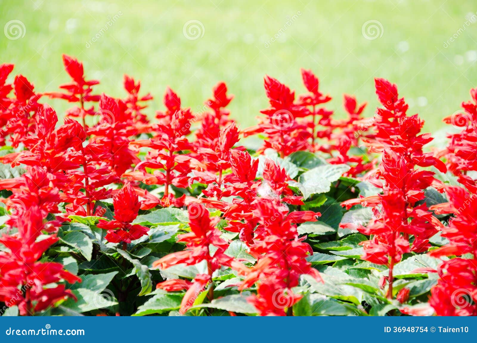 Bright Decorative Red Flovers Stock Photo - Image of beauty, pink: 36948754