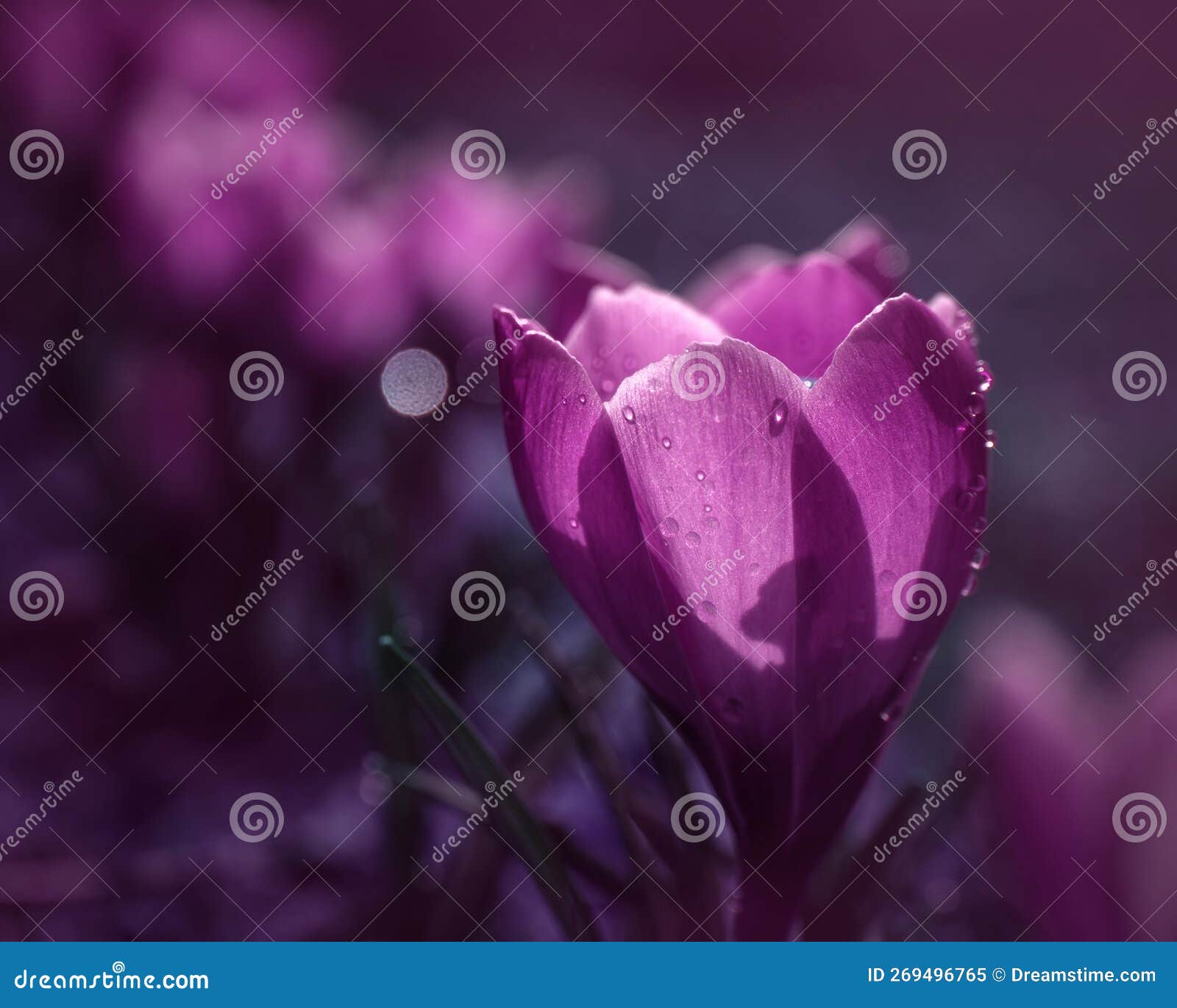 Bright Delicate Spring Flower Stock Image - Image of seasonal ...