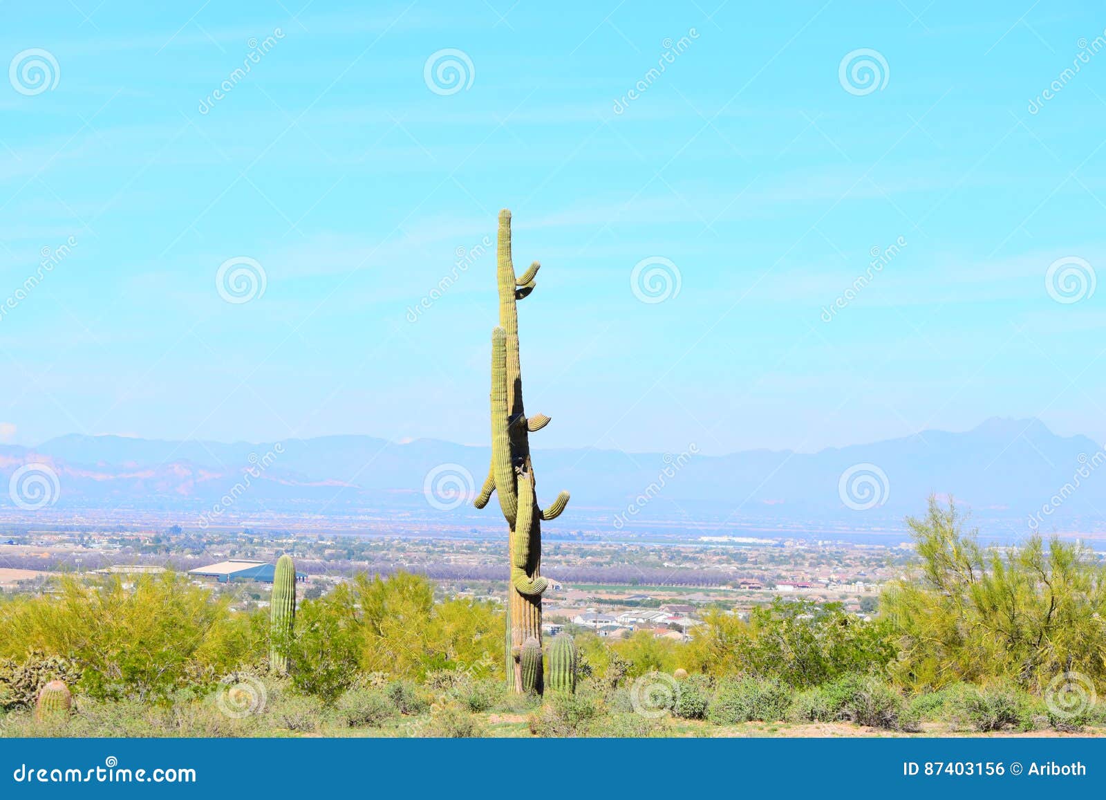Bright Desert Landscape with Saguaro Stock Photo - Image of mountains ...