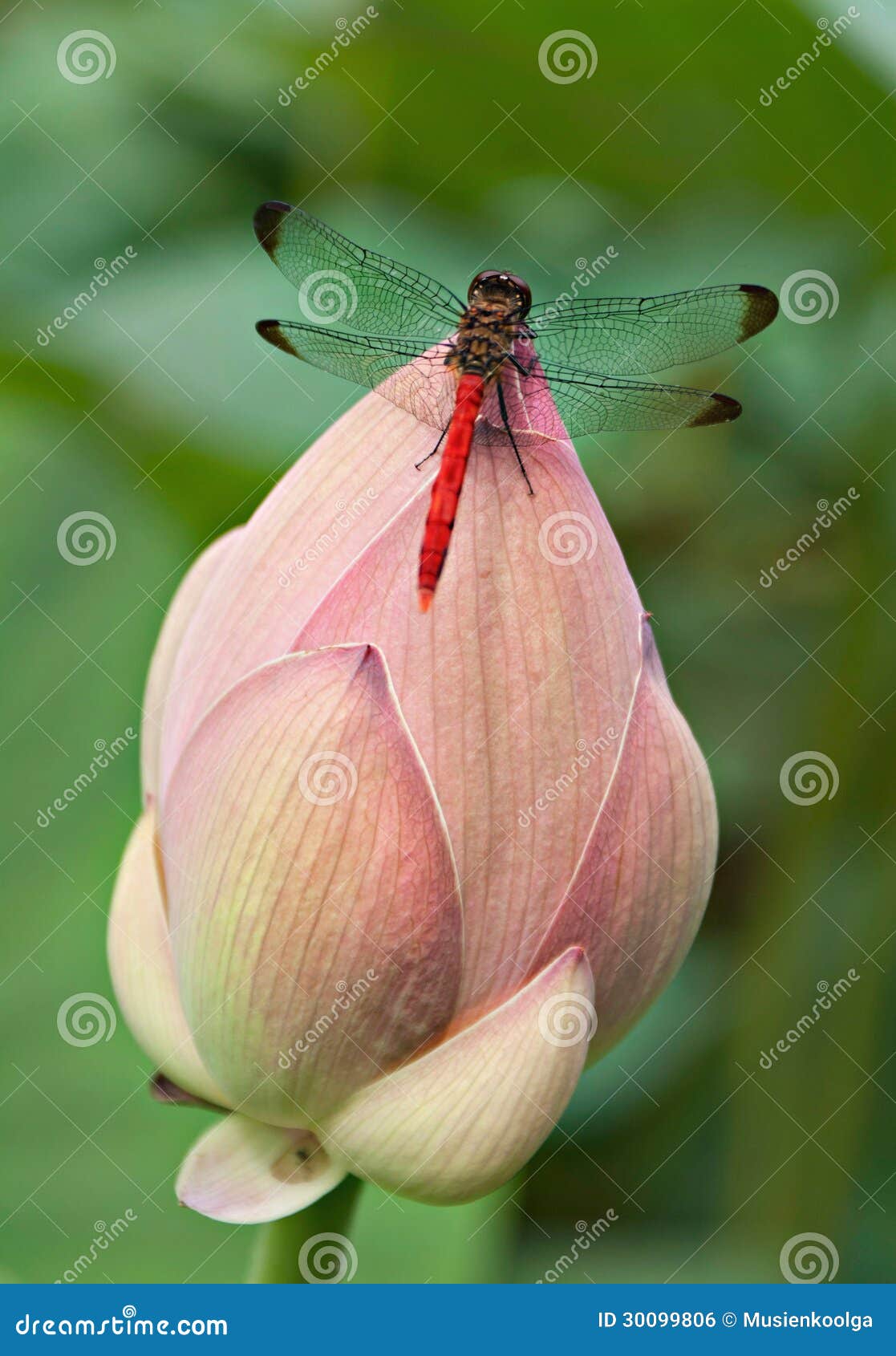 Dragonfly on the Bud of Lotus. Stock Photo - Image of lotus, flora ...