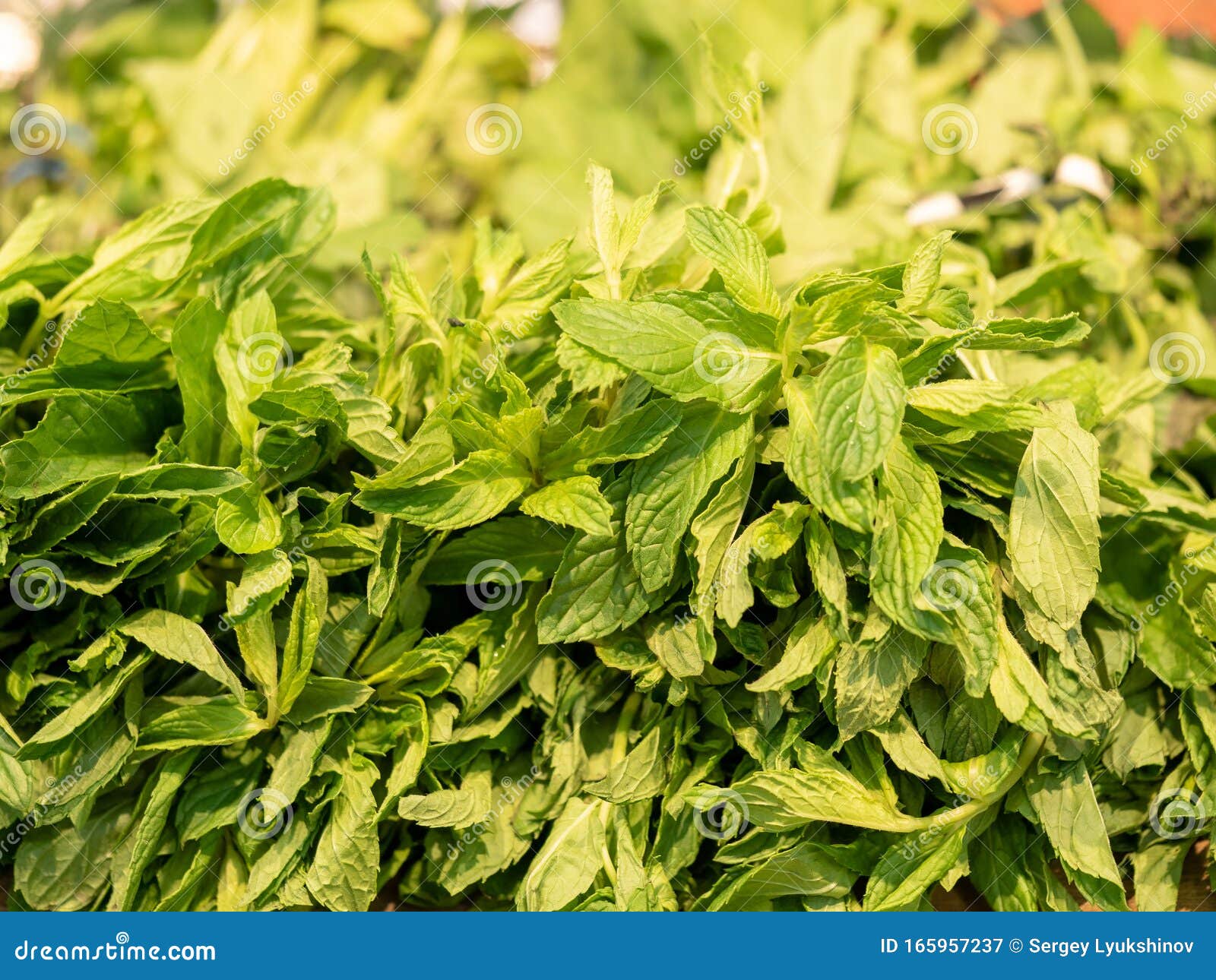 Bright Edible Greens Close Up. Stock Image - Image of lettuce, bright ...