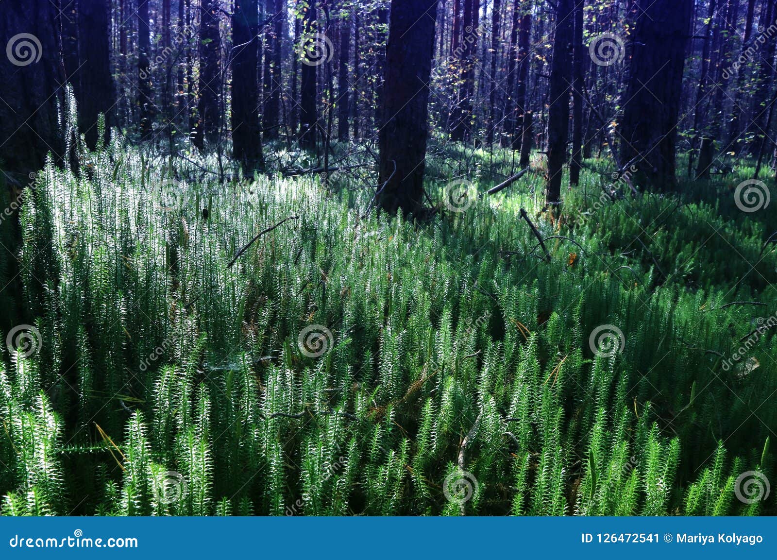The Bright Enchanted Forest Background for Design. Stock Image - Image ...